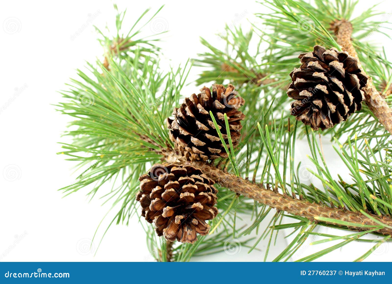 Pine branch and cones stock image. Image of isolated - 27760237