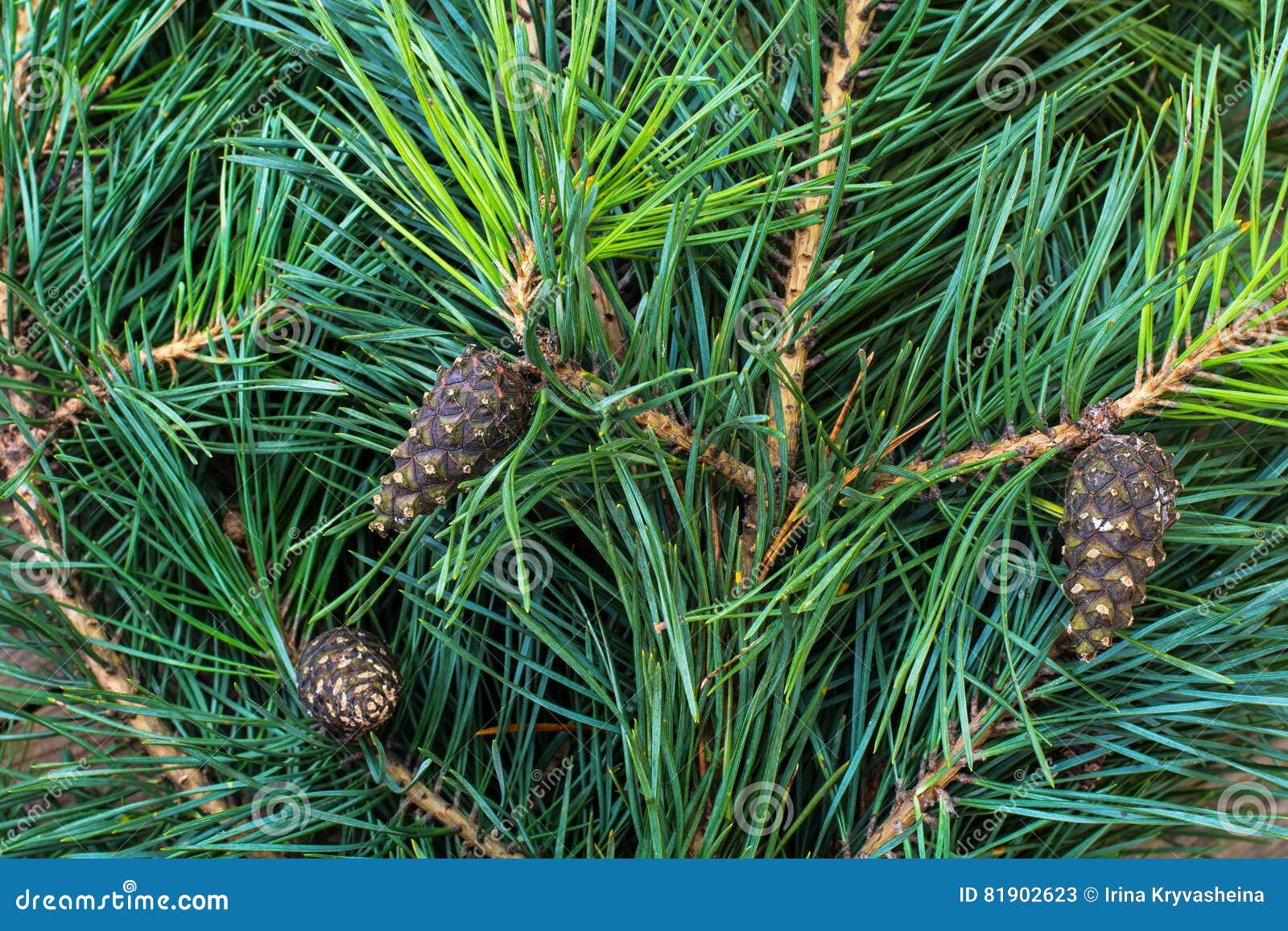 Pine branch with cones stock image. Image of fresh, conifer - 81902623