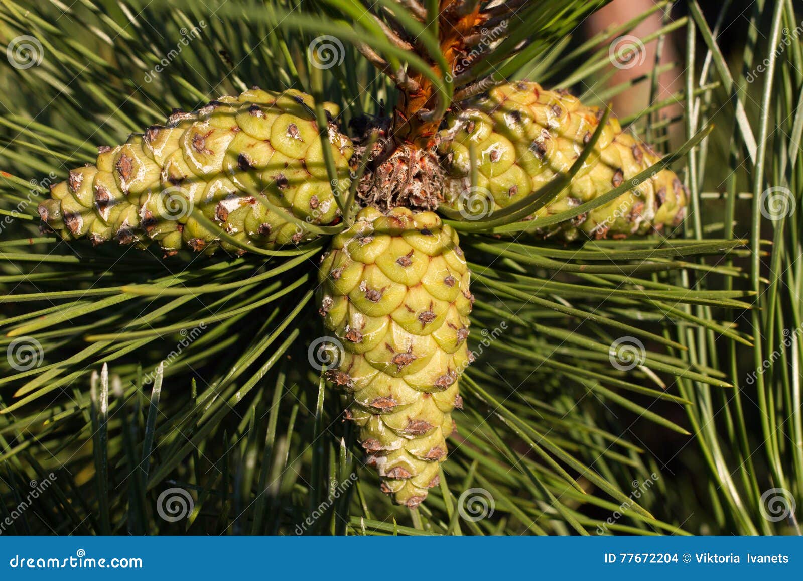 Pine Branch. Conifer, Pinecone Tree, Nature, Forest Stock Photo - Image ...