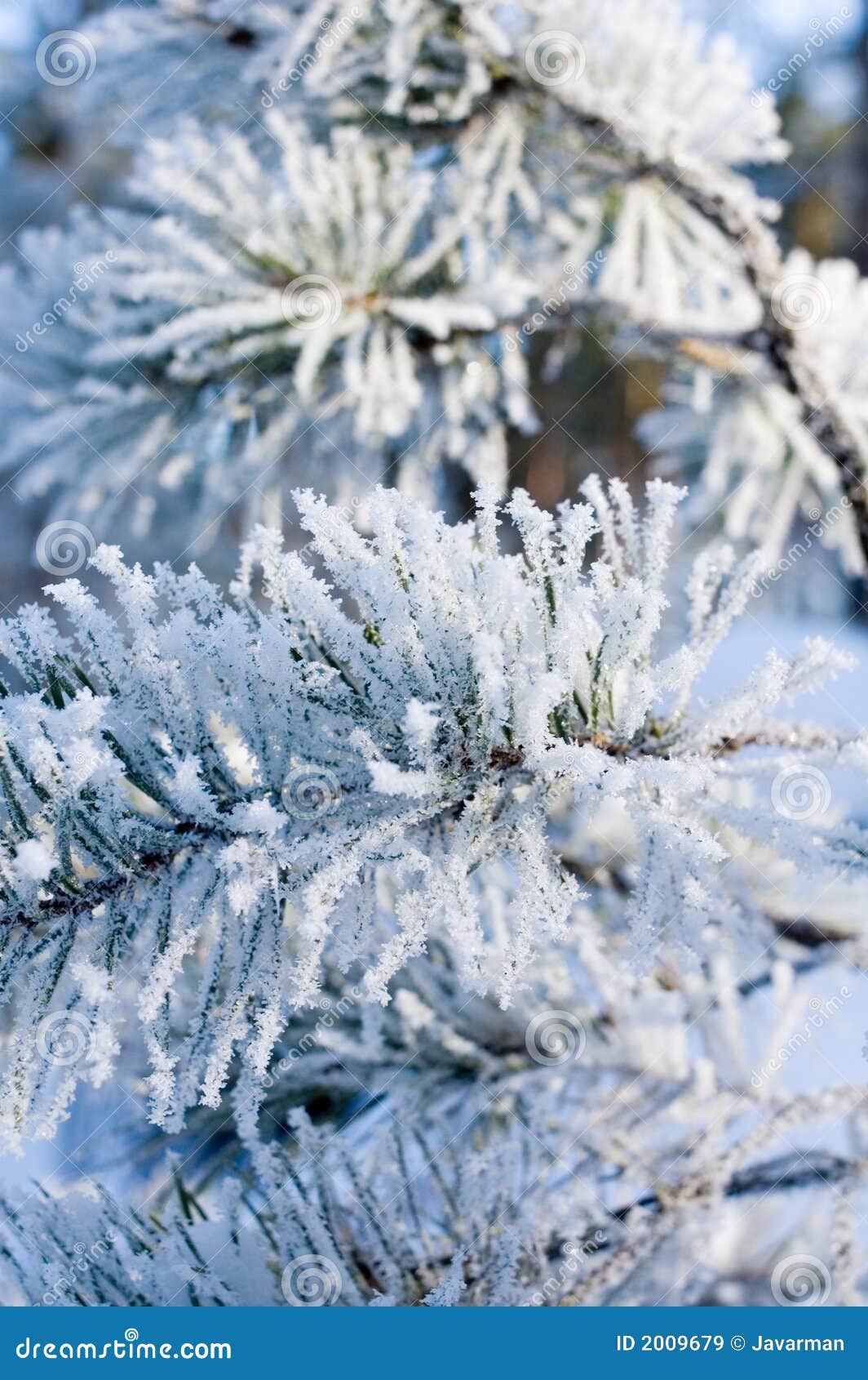 Pine Branch Covered with Snow - Shallow Focus Stock Image - Image of ...
