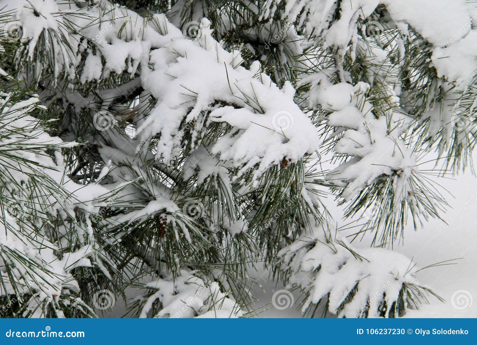 Pine Branch Covered with Snow Stock Photo - Image of outdoor, hoar ...