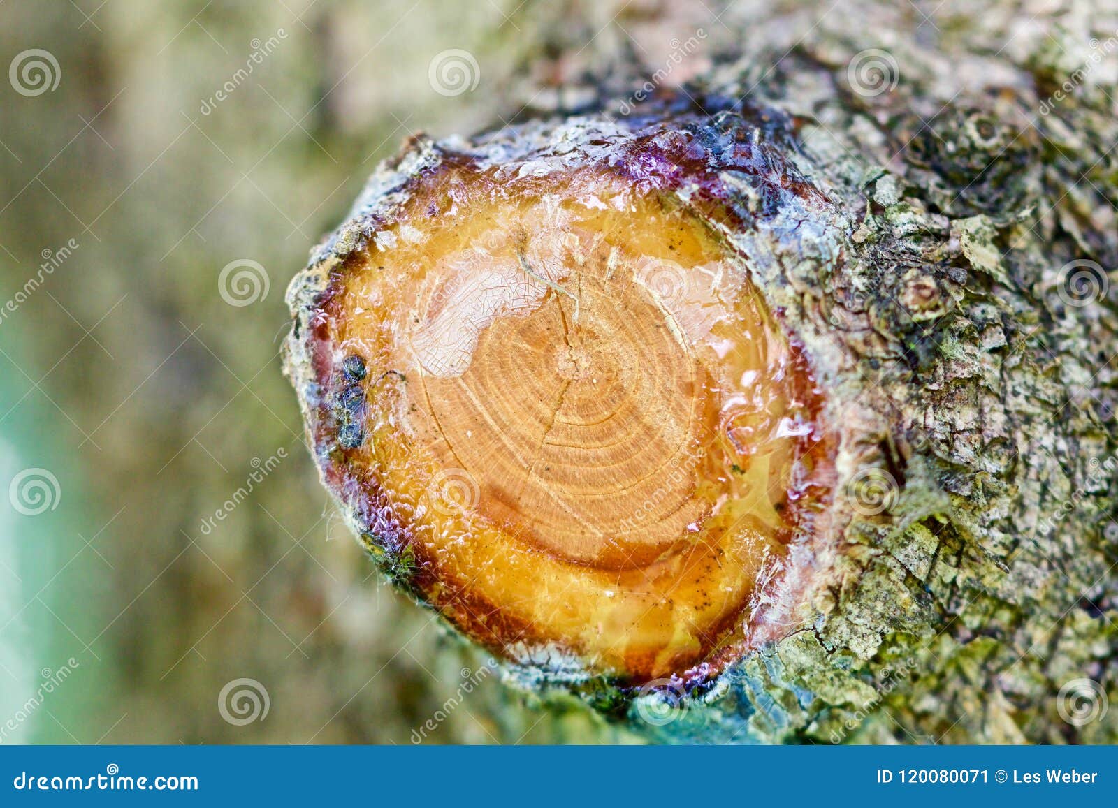 Pine Branch Cross Section stock image. Image of background - 120080071