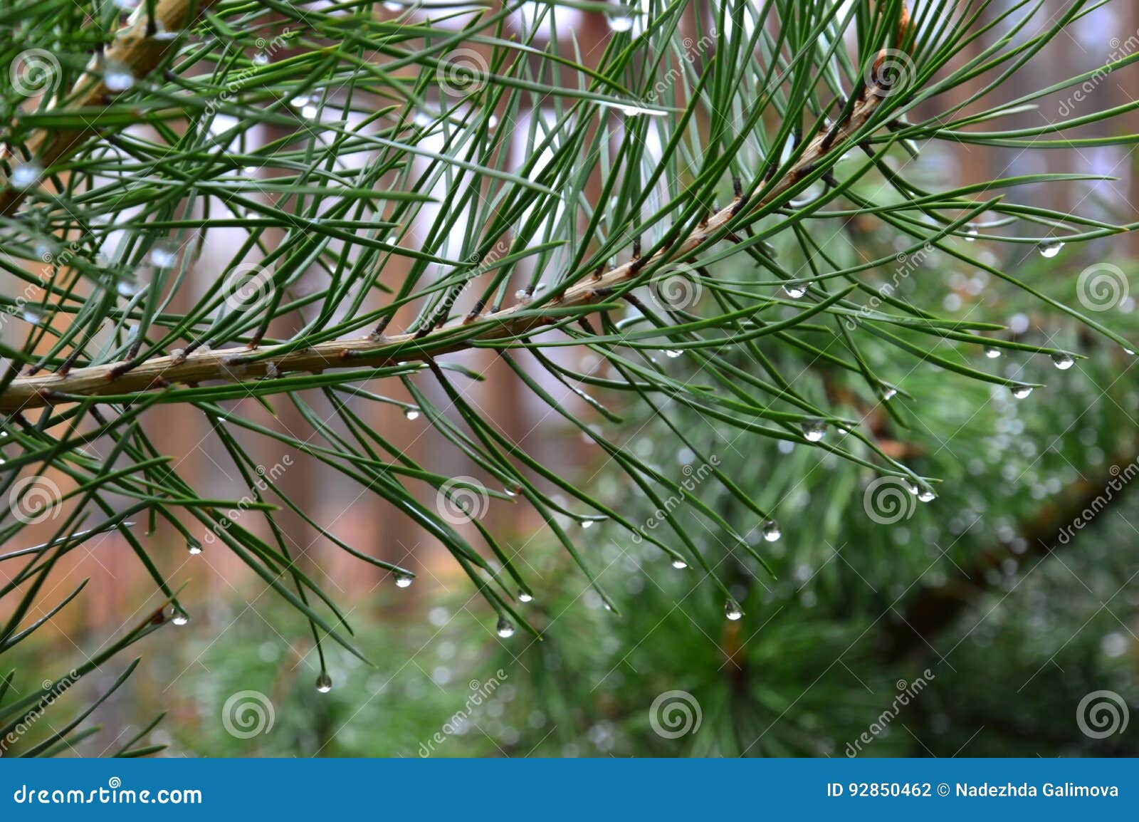 Pine Branch with Drops of Rain. Spring Stock Photo - Image of rain ...