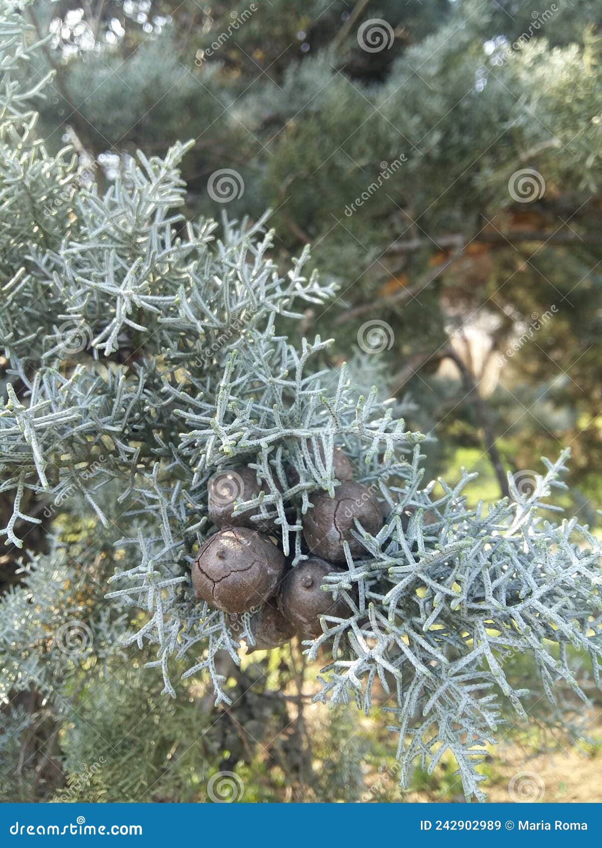 Pine Branch or Fir Tree Fruit Stock Image - Image of frost, green ...