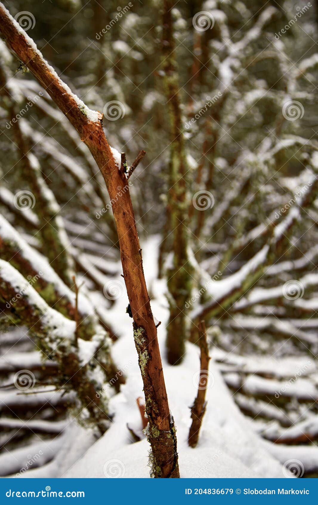 Pine Branch on Fallen Tree in Focus Stock Image - Image of evening ...