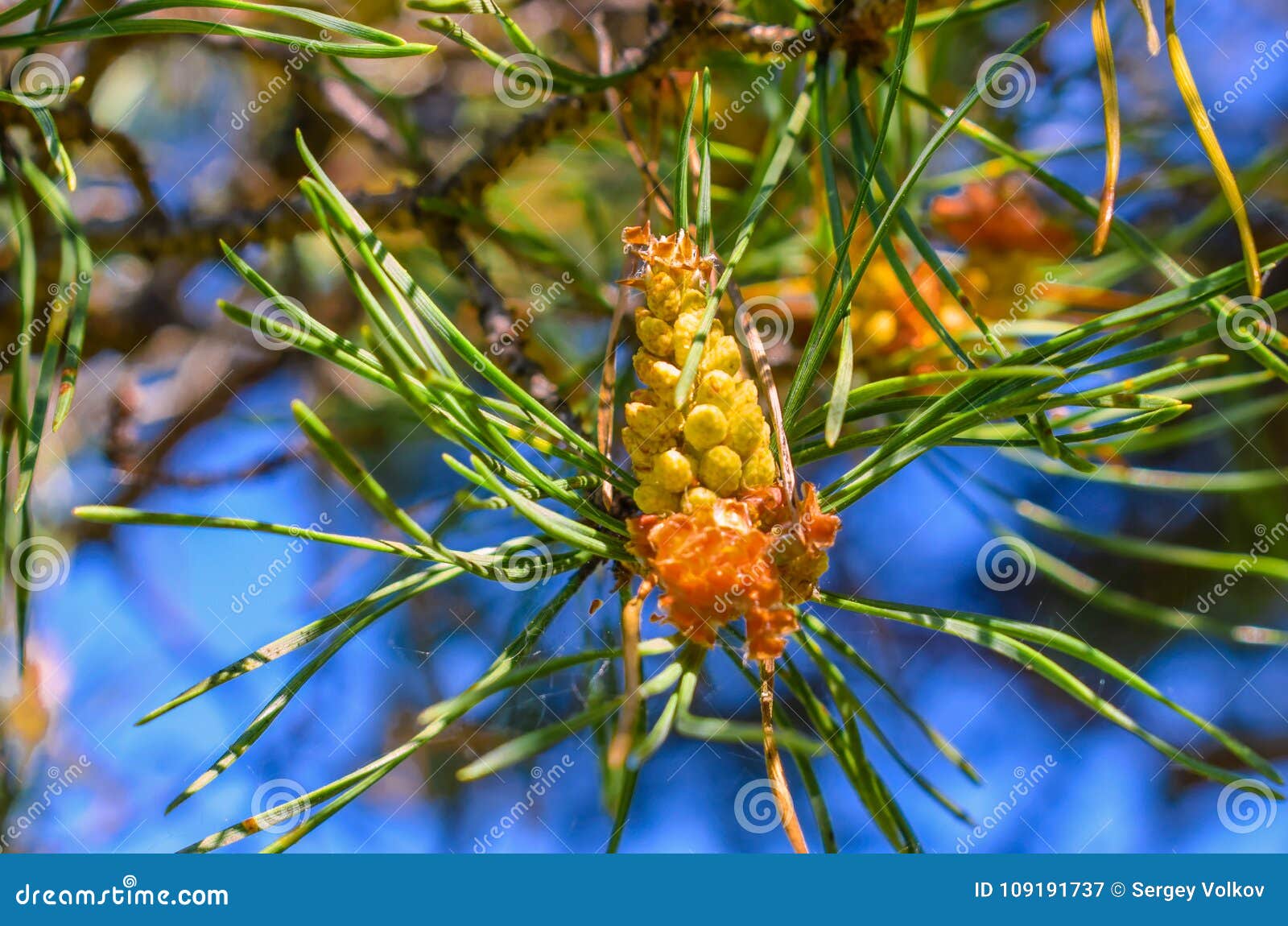 Blooming pine cone stock image. Image of nature, forest - 109191737