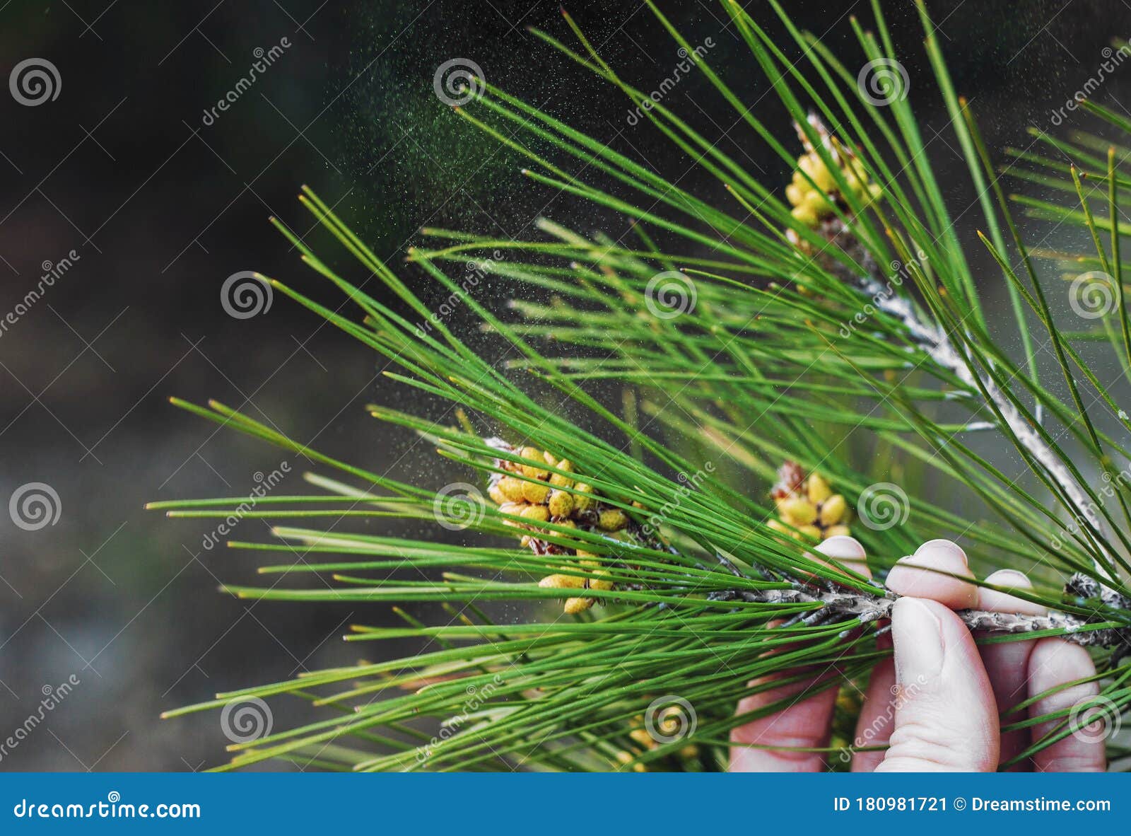 Allergic To Pollen in the Spring Stock Image - Image of green, nature ...