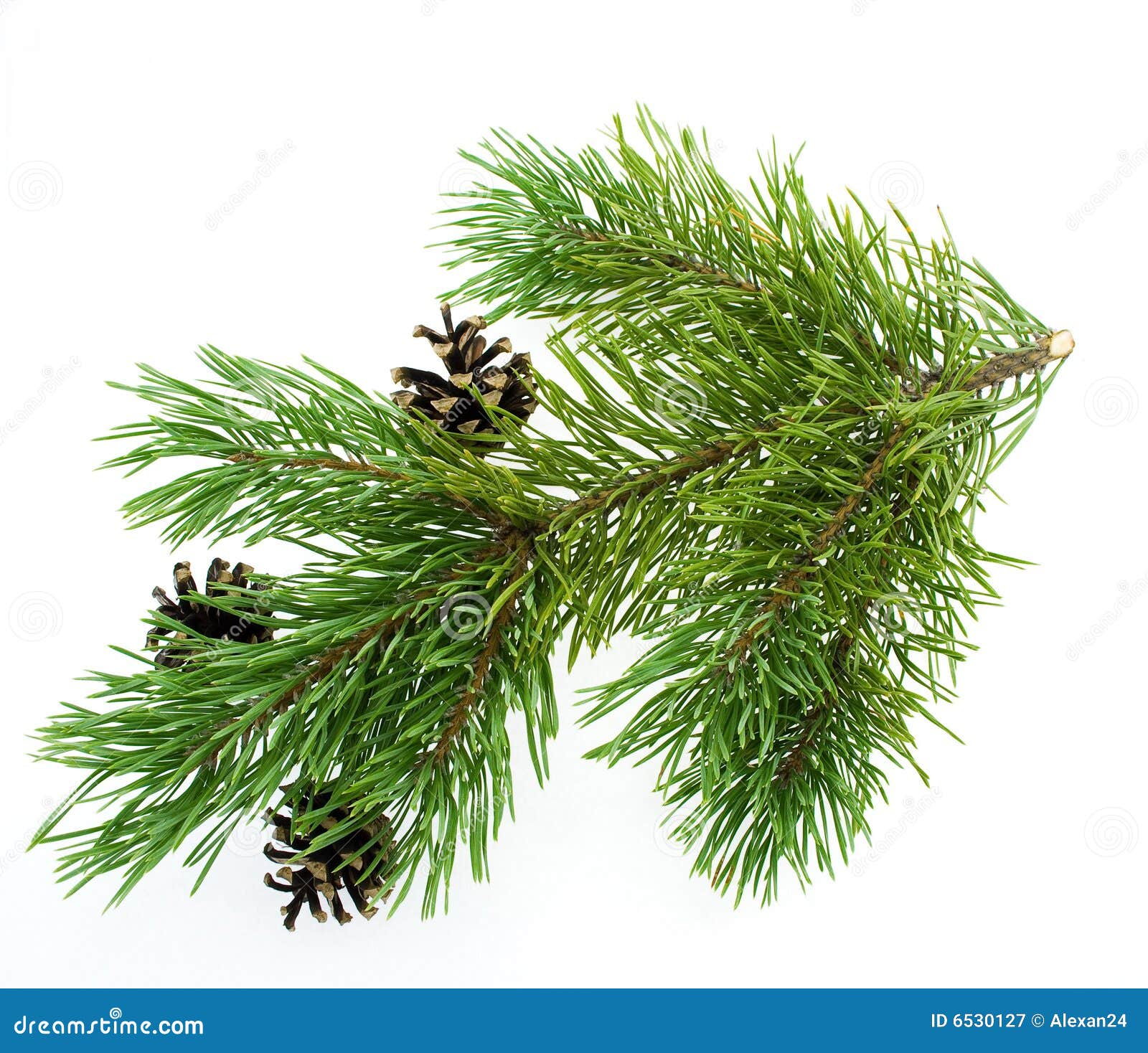 Pine Branch Isolated on White Stock Image - Image of decorative ...