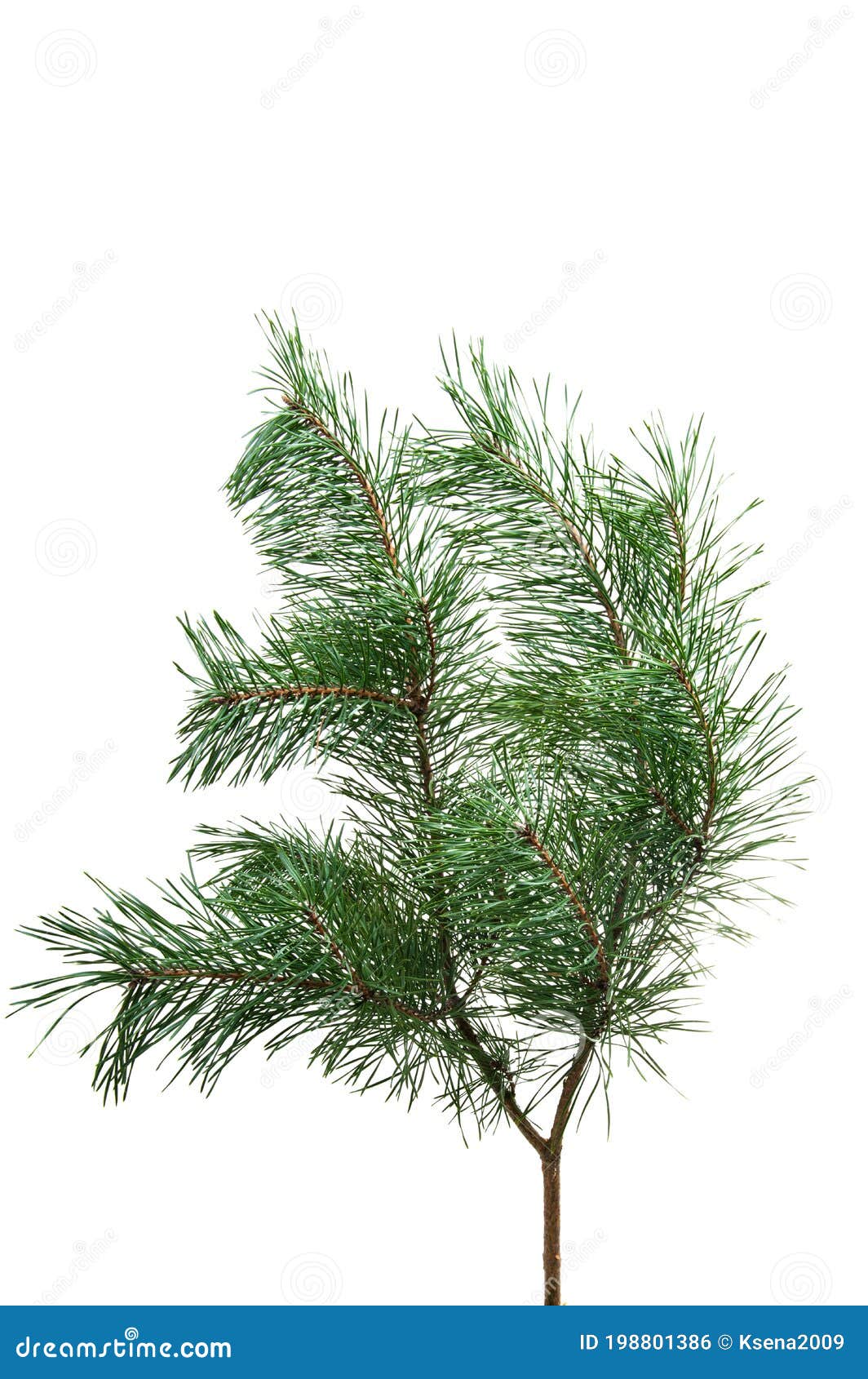 Pine branch isolated stock photo. Image of isolated - 198801386