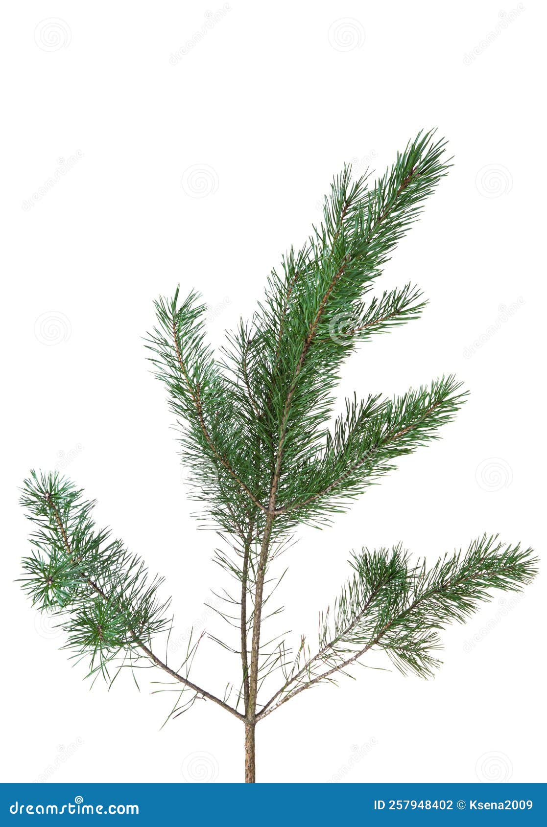 Pine branch isolated stock photo. Image of pine, lush - 257948402