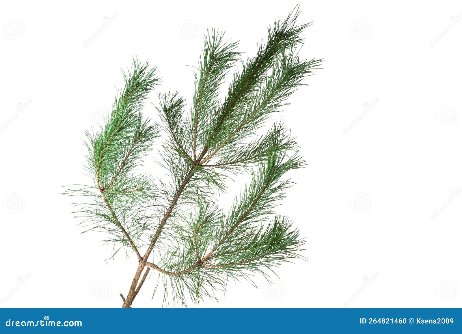 Pine branch isolated stock photo. Image of evergreen - 264821460