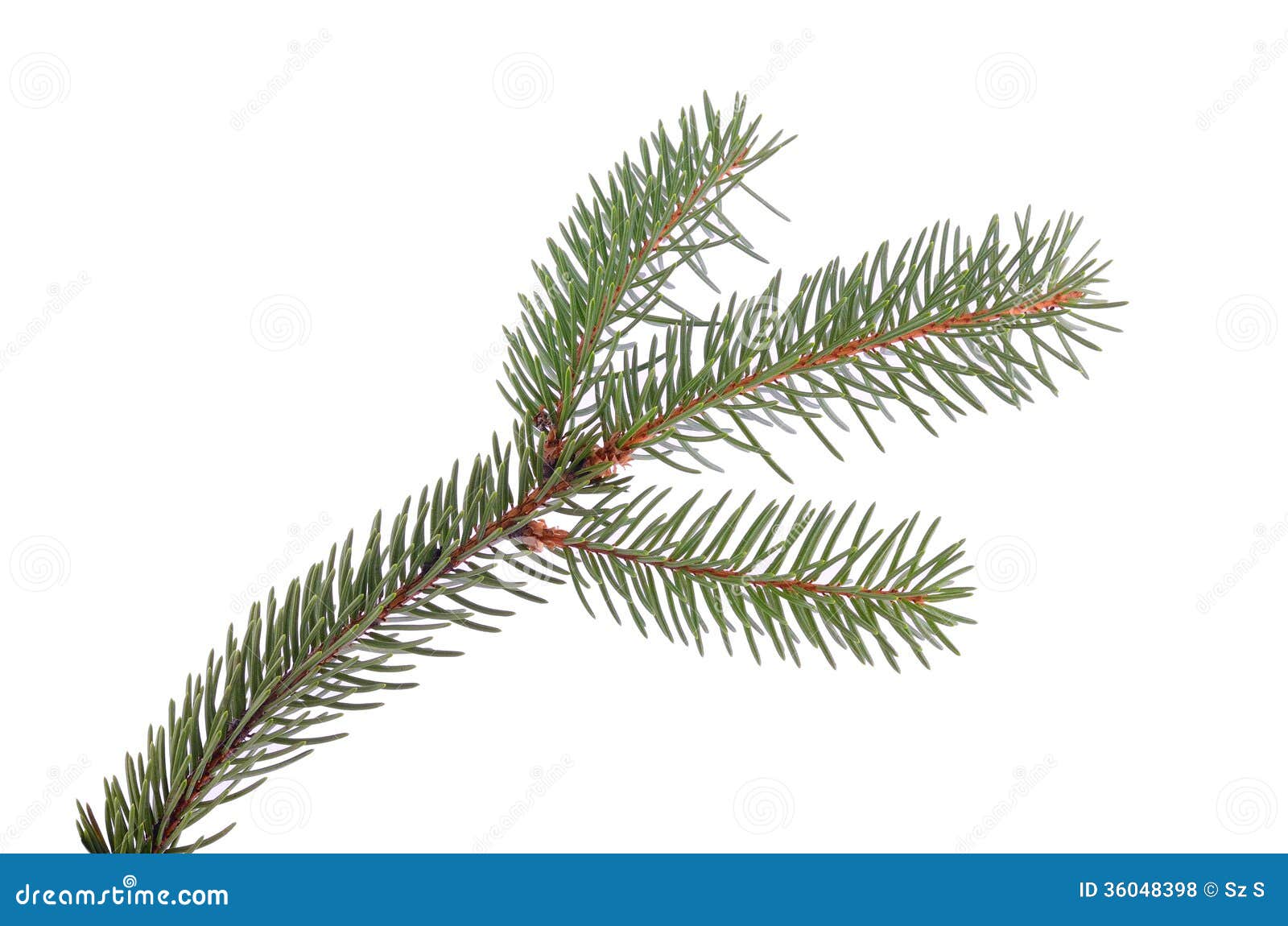 Pine Branch Isolated on White Stock Photo - Image of background ...