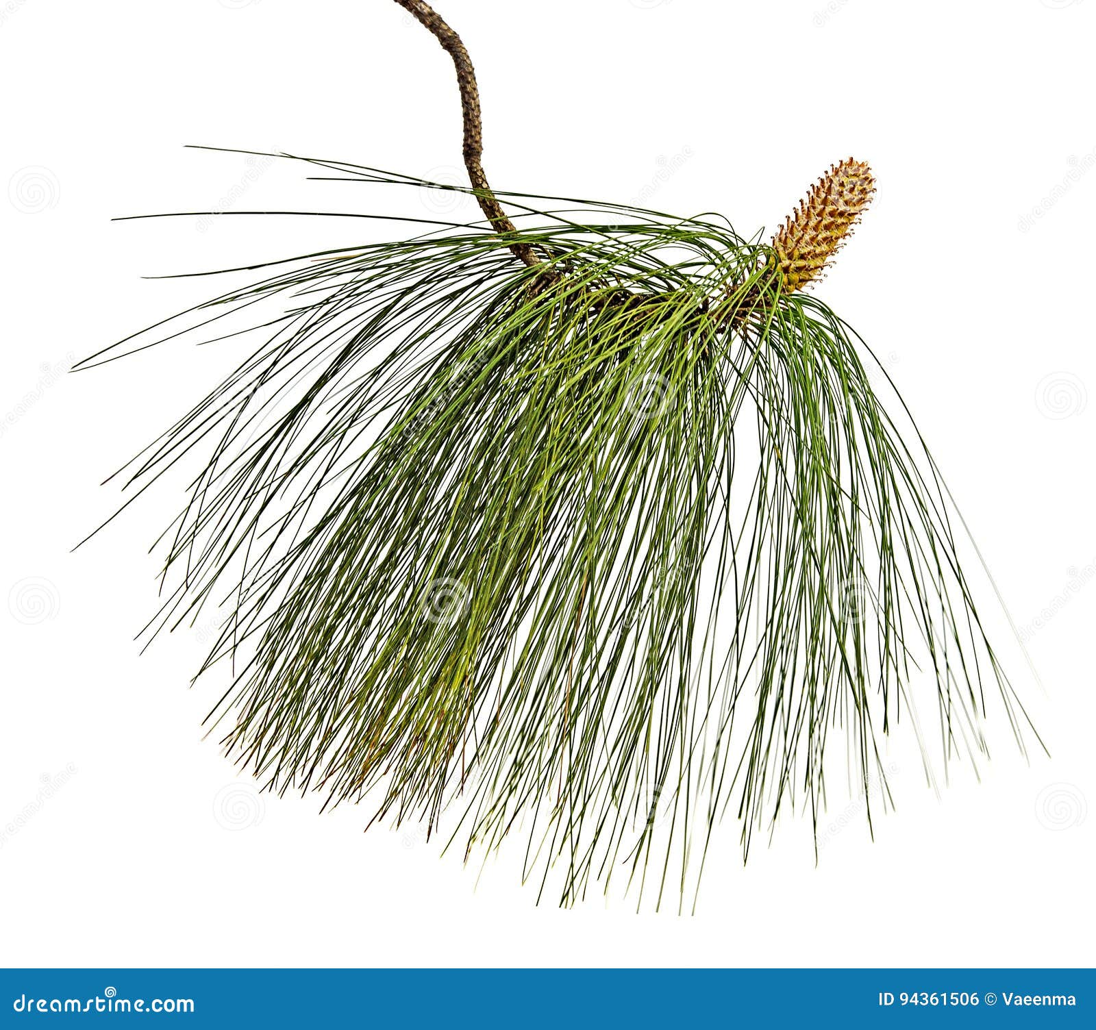 Pine Branch Isolated on White Stock Photo - Image of conifer ...