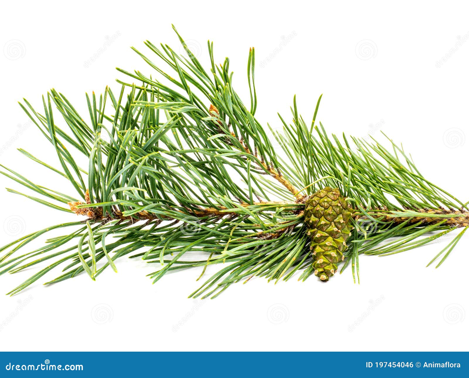 Pine Branch Isolated on White Background Stock Photo - Image of tree ...