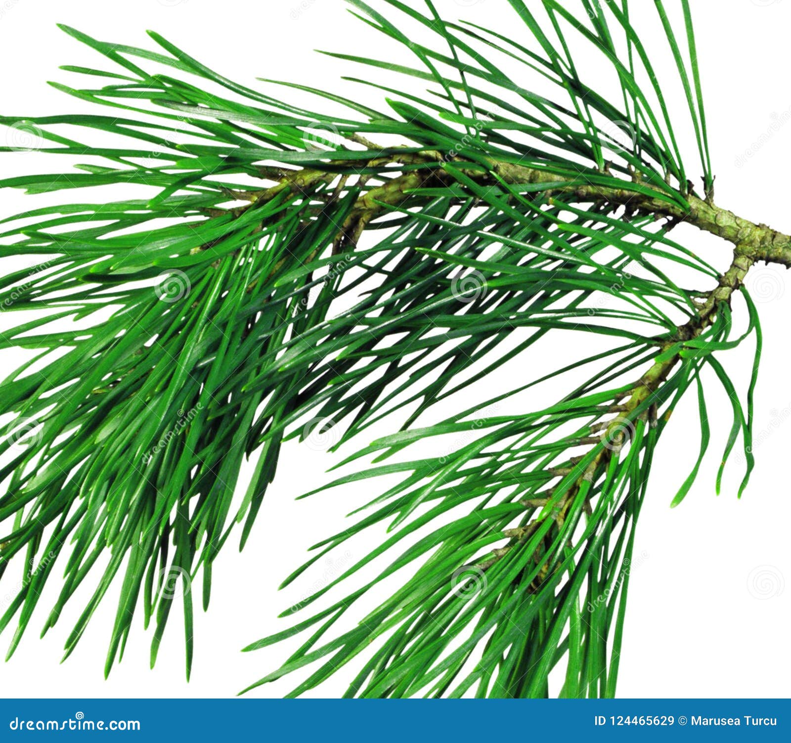 Pine Branch Isolated on a White Stock Image - Image of christmassy ...