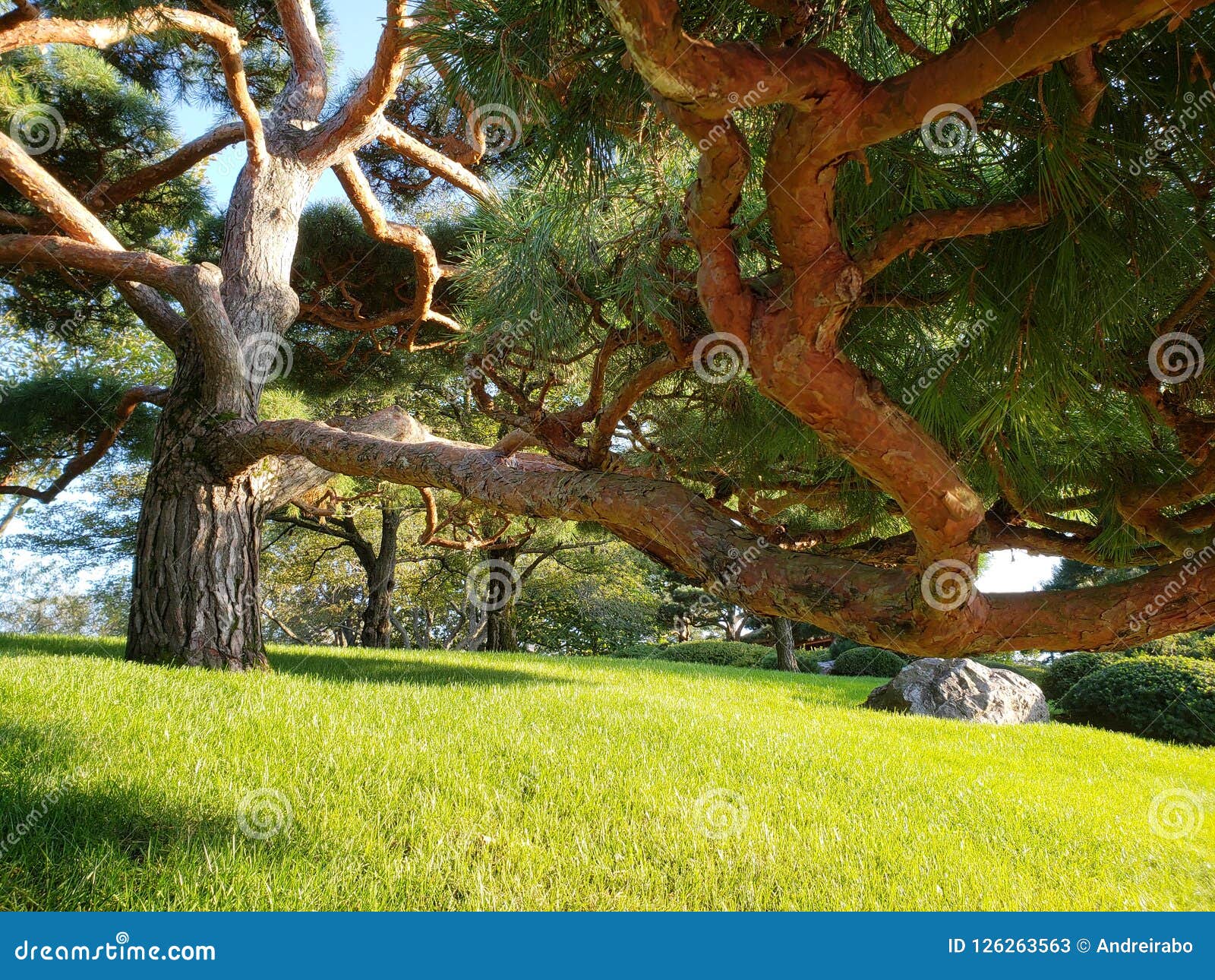 Pine branch Japanese style stock image. Image of manicured - 126263563
