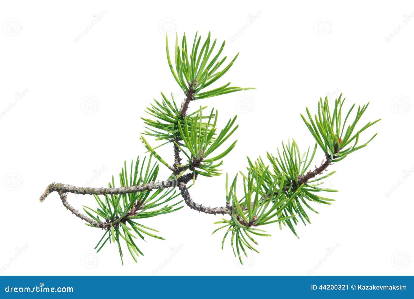 Pinus Contorta, With The Common Names Lodgepole Pine And Shore Pine ...