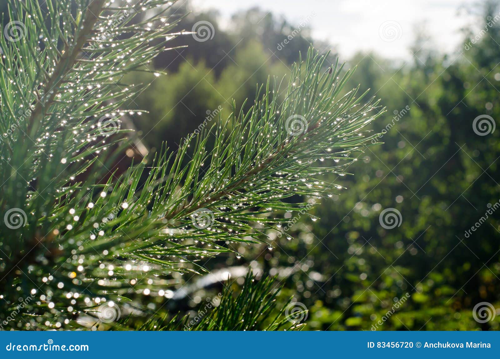 Pine Branch after the Rain-drops Glisten Stock Photo - Image of droplet ...