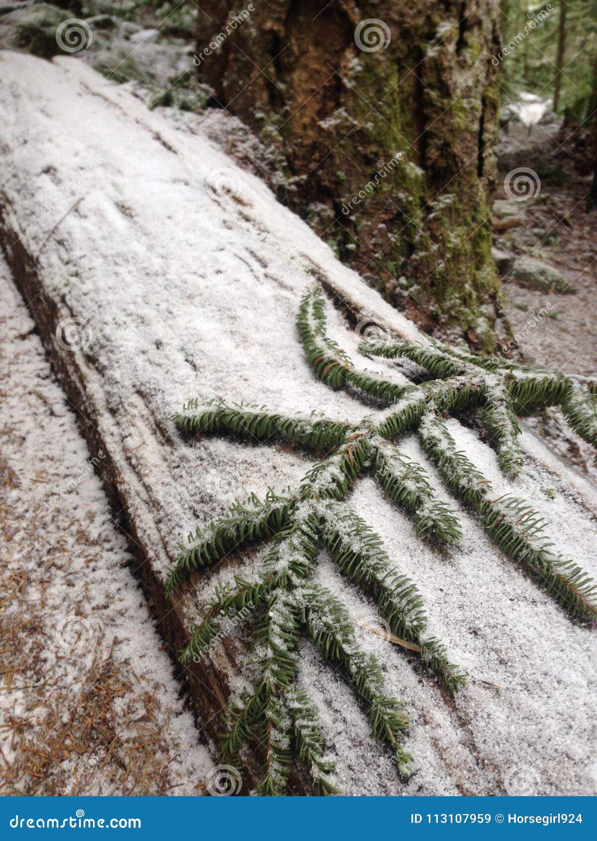 A Pine Branch Resting on a Log with Snow Stock Image - Image of snow ...