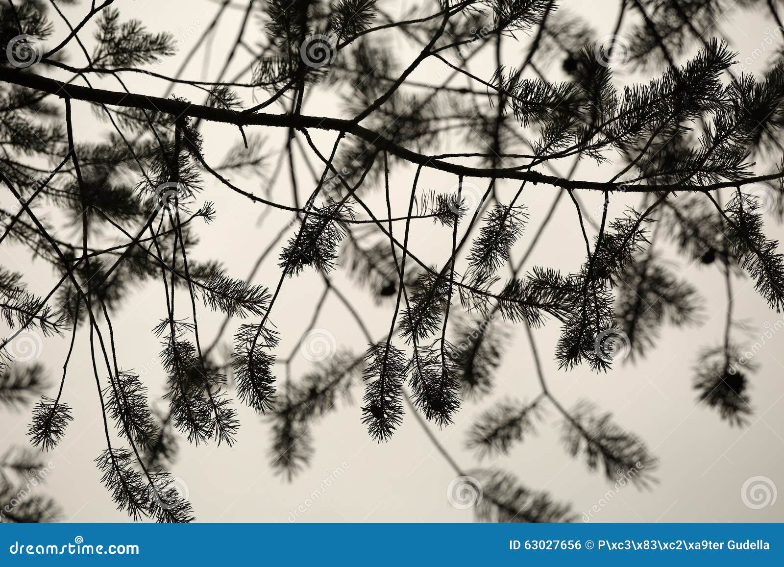 Pine branch silhouettes stock photo. Image of branches - 63027656