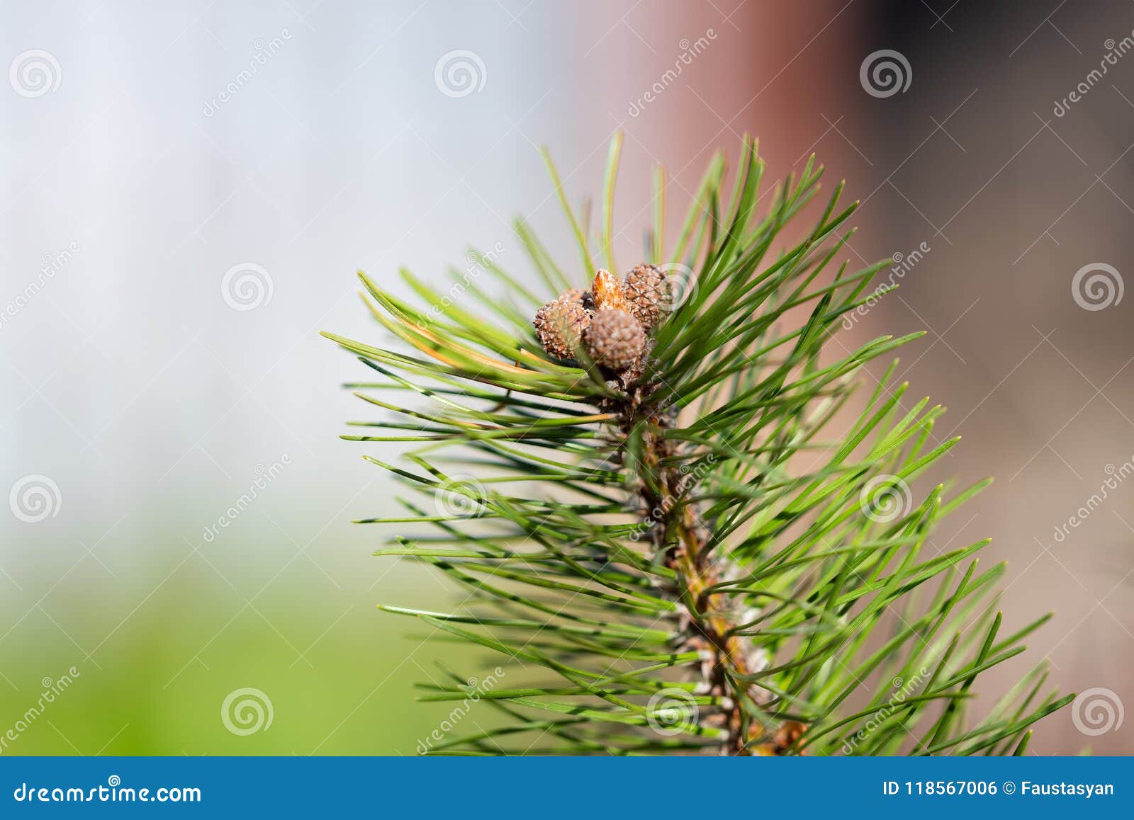 Pine Branch with Small Bumps Stock Photo - Image of leaf, larch: 118567006