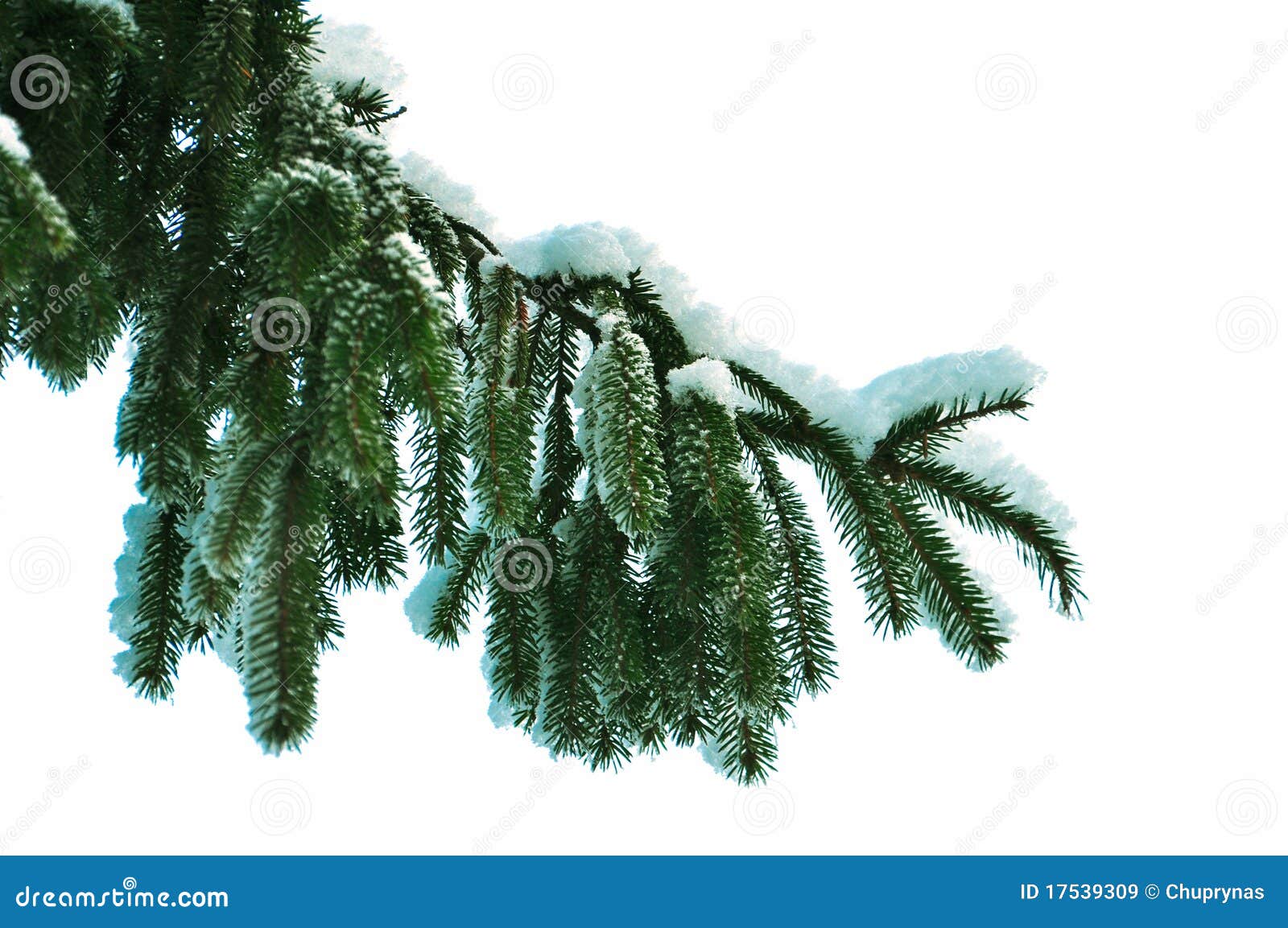 Pine Branch with Snow Isolation on White Stock Image - Image of bumps ...