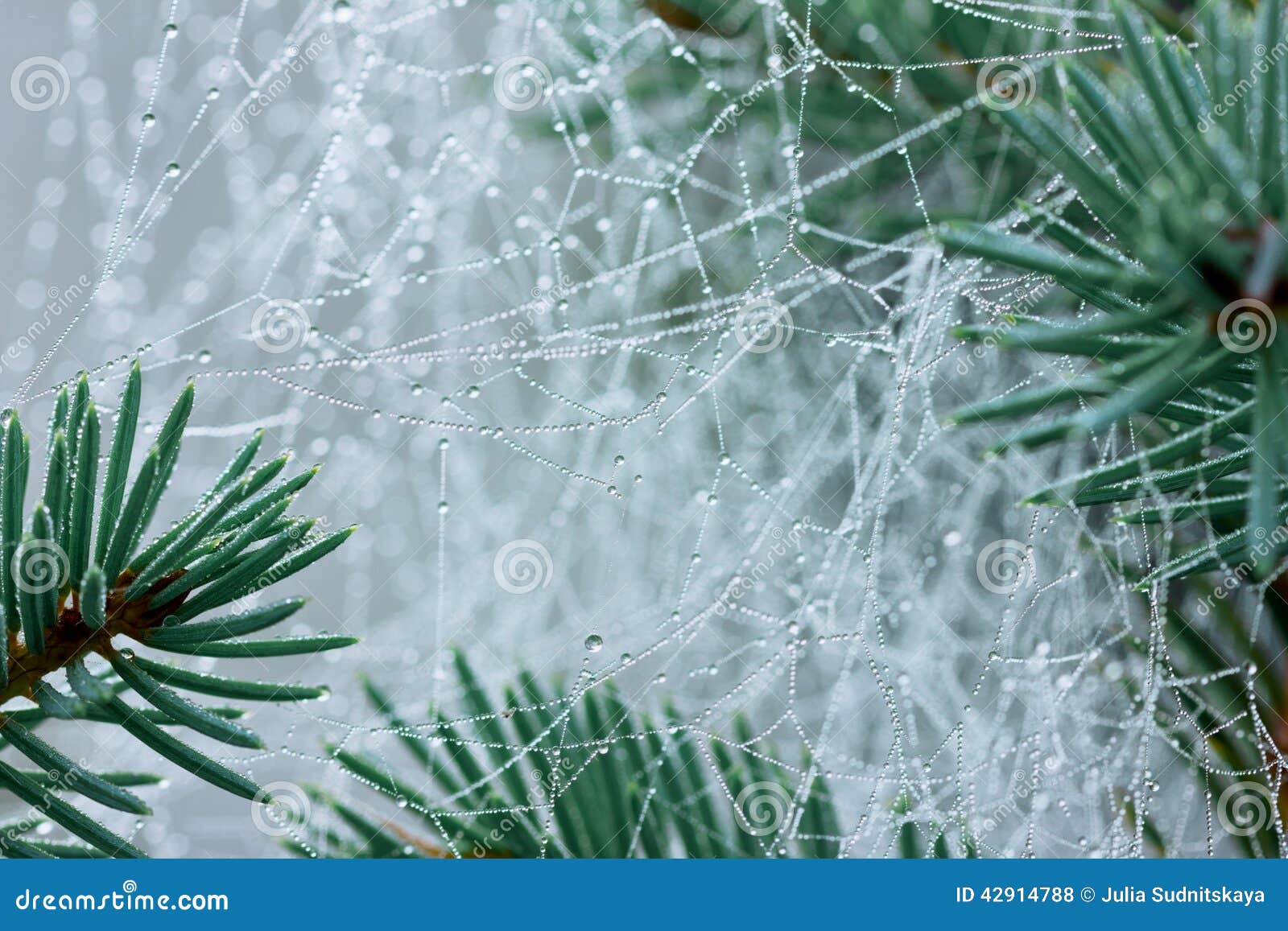 Pine Branch with Spider Web or Cobweb with Water Drops Stock Photo ...