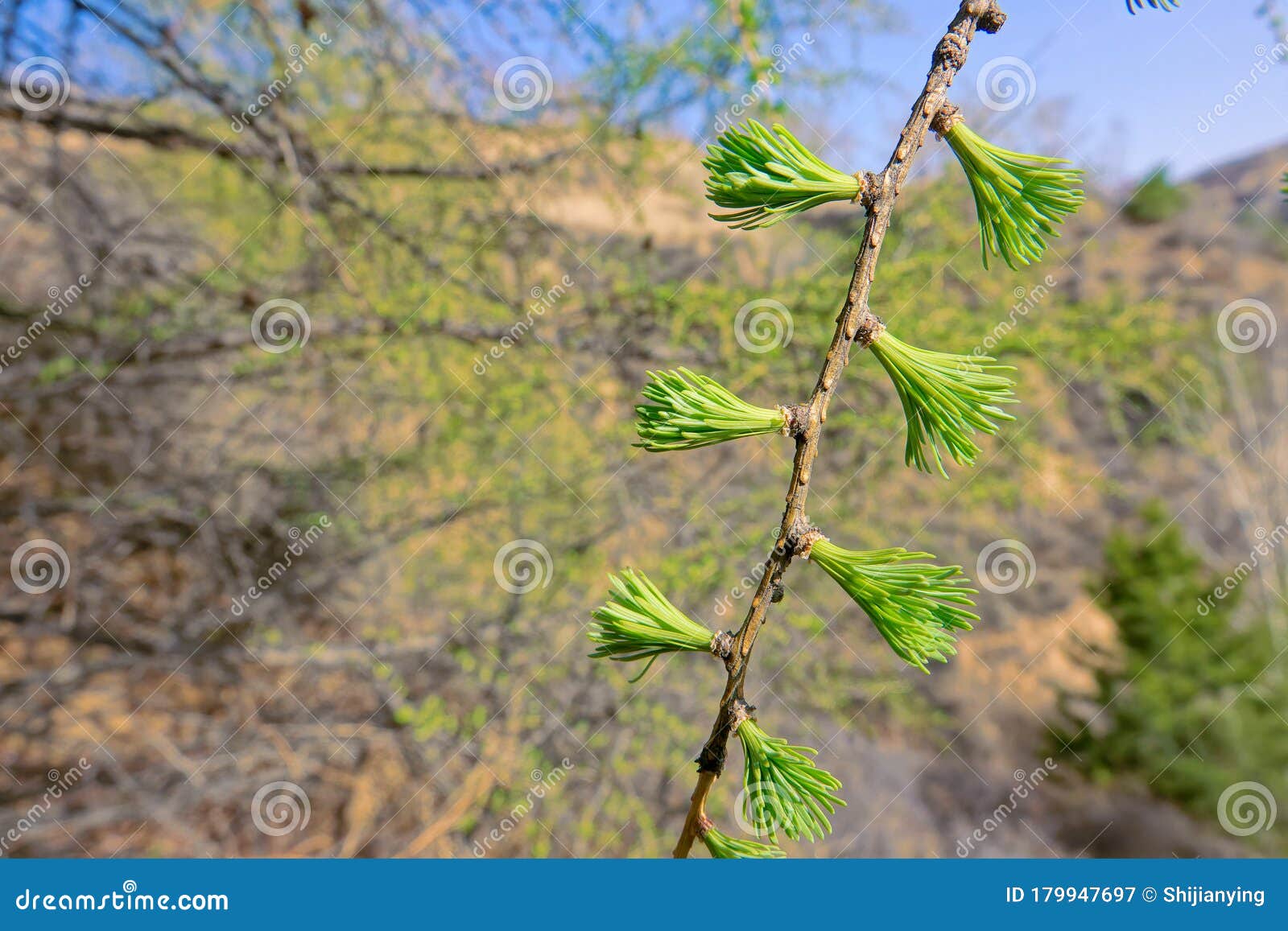 Pine branch in spring stock image. Image of larch, sprouting - 179947697