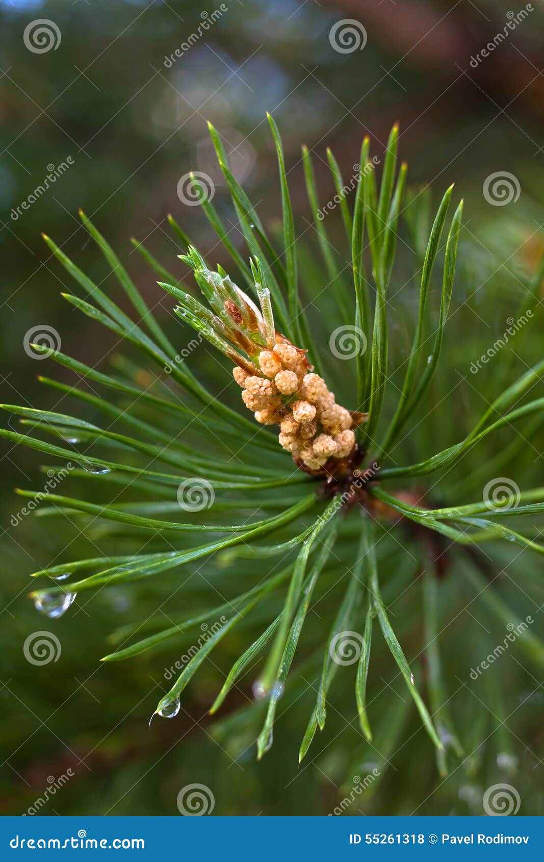 Pine branch with strobile stock photo. Image of outdoors - 55261318