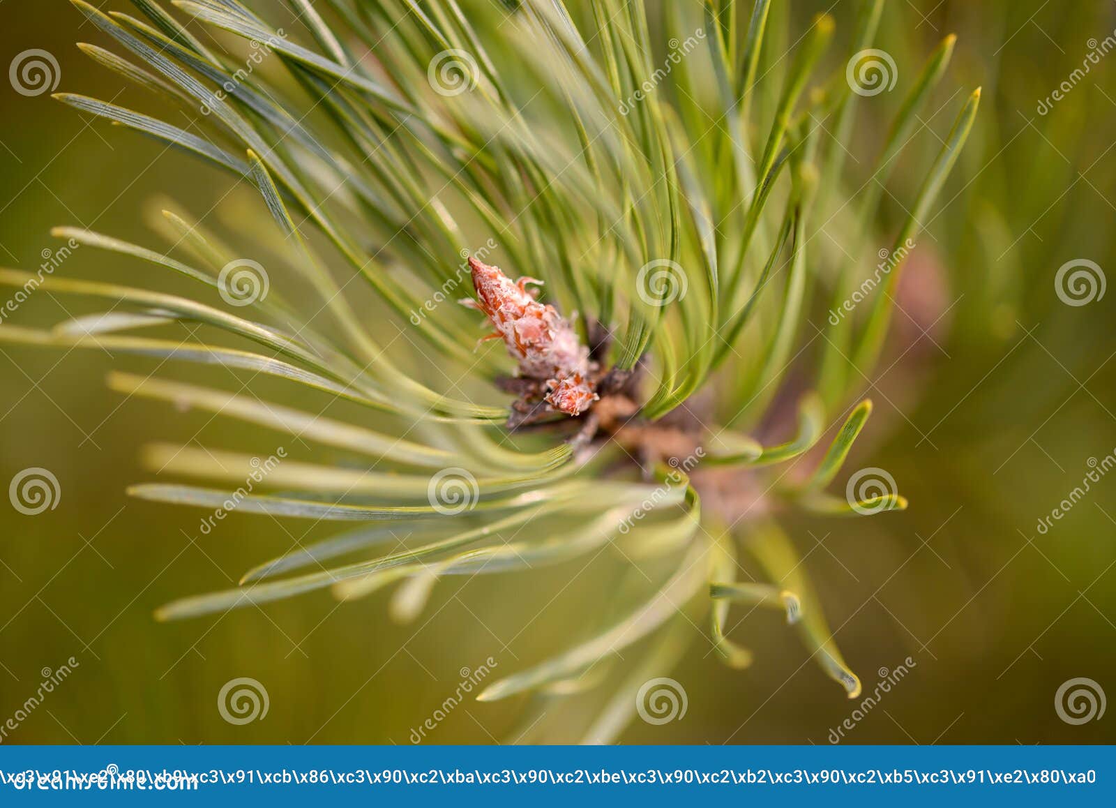 Pine Branch with Swollen Bud Stock Photo - Image of fresh, evergreen ...