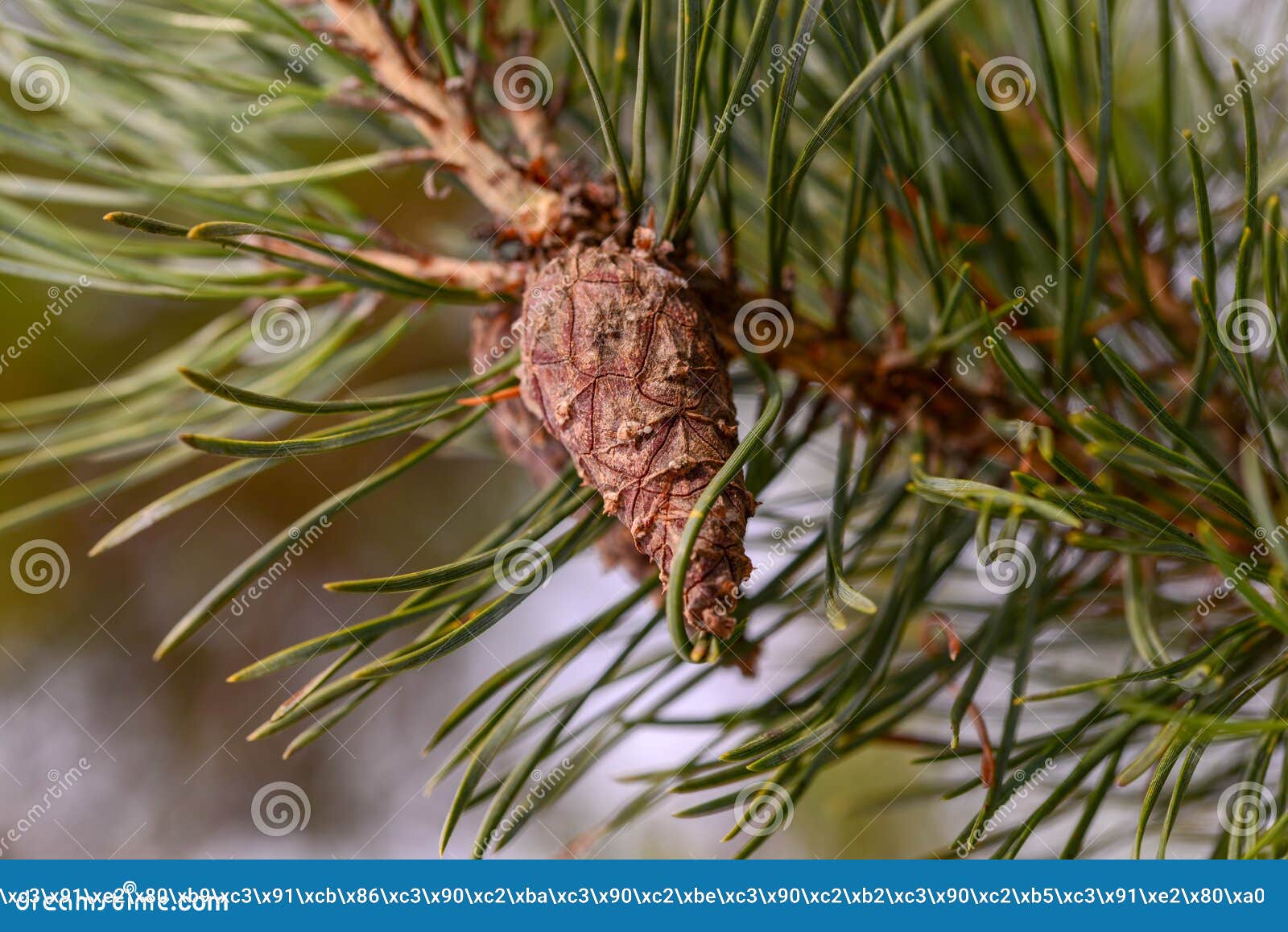 Pine Branch with Swollen Bud Stock Photo - Image of forest, foliage ...