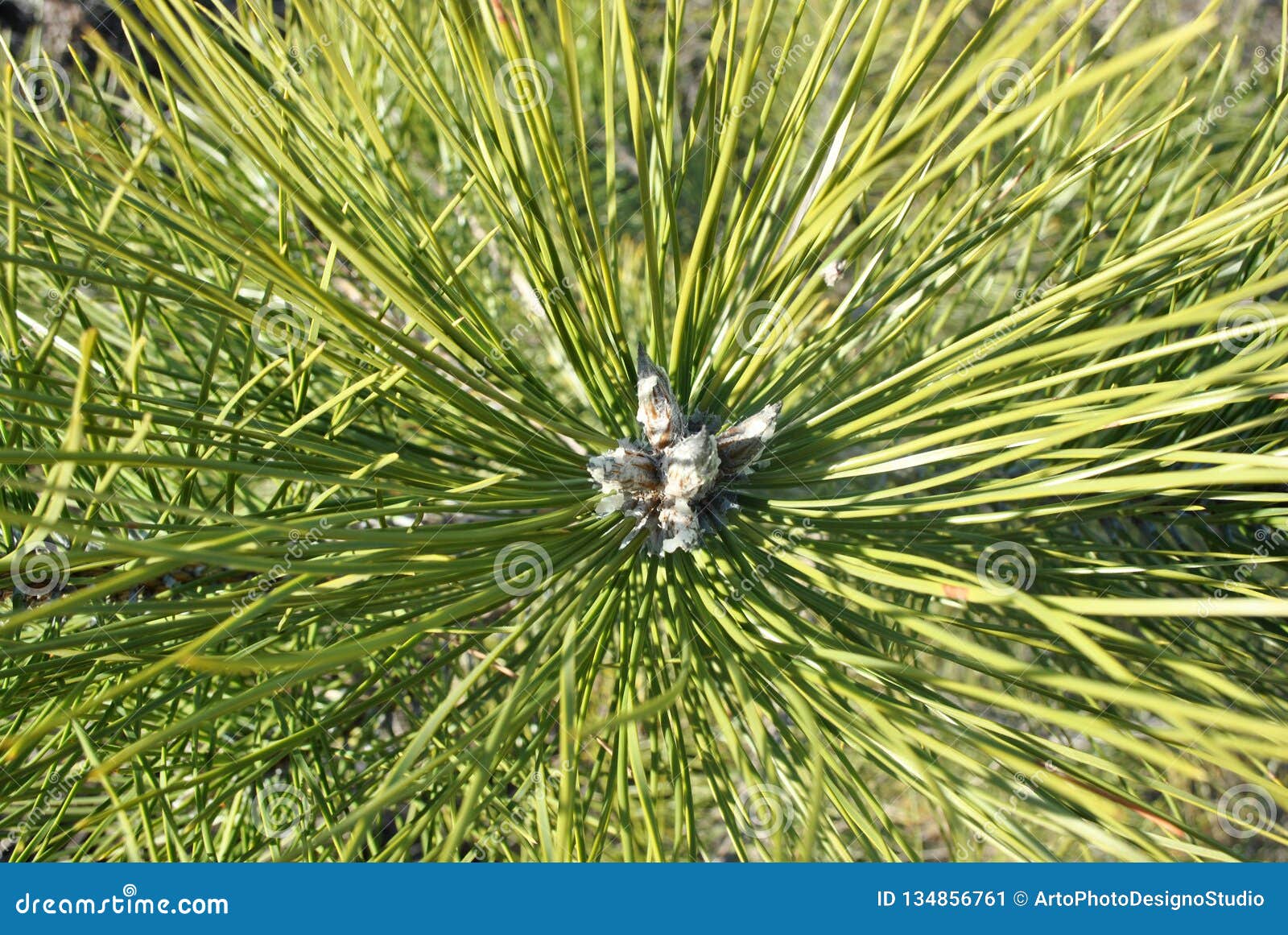 Pine Branch Texture Closeup, Top View Close Up Background Stock Image ...