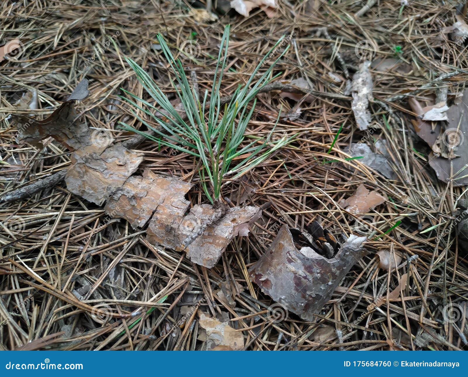 Pine Branch and Tree Bark in the Forest Stock Photo - Image of nature ...