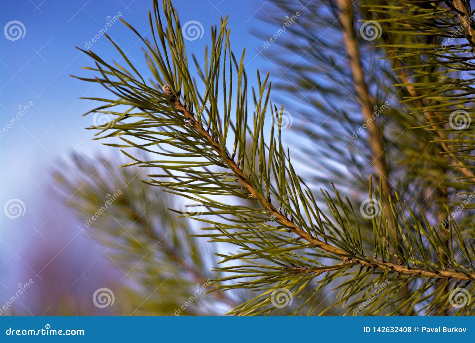 Pine branch stock photo. Image of spring, branch, pine - 142632408