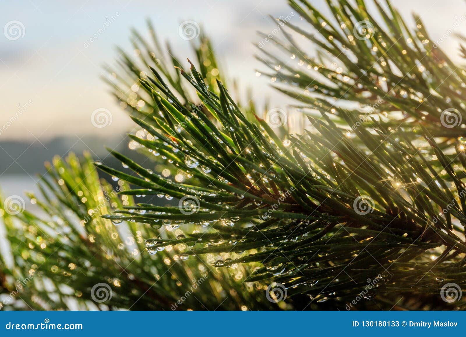 Pine Branch with Water Drops Stock Image - Image of weather, summer ...