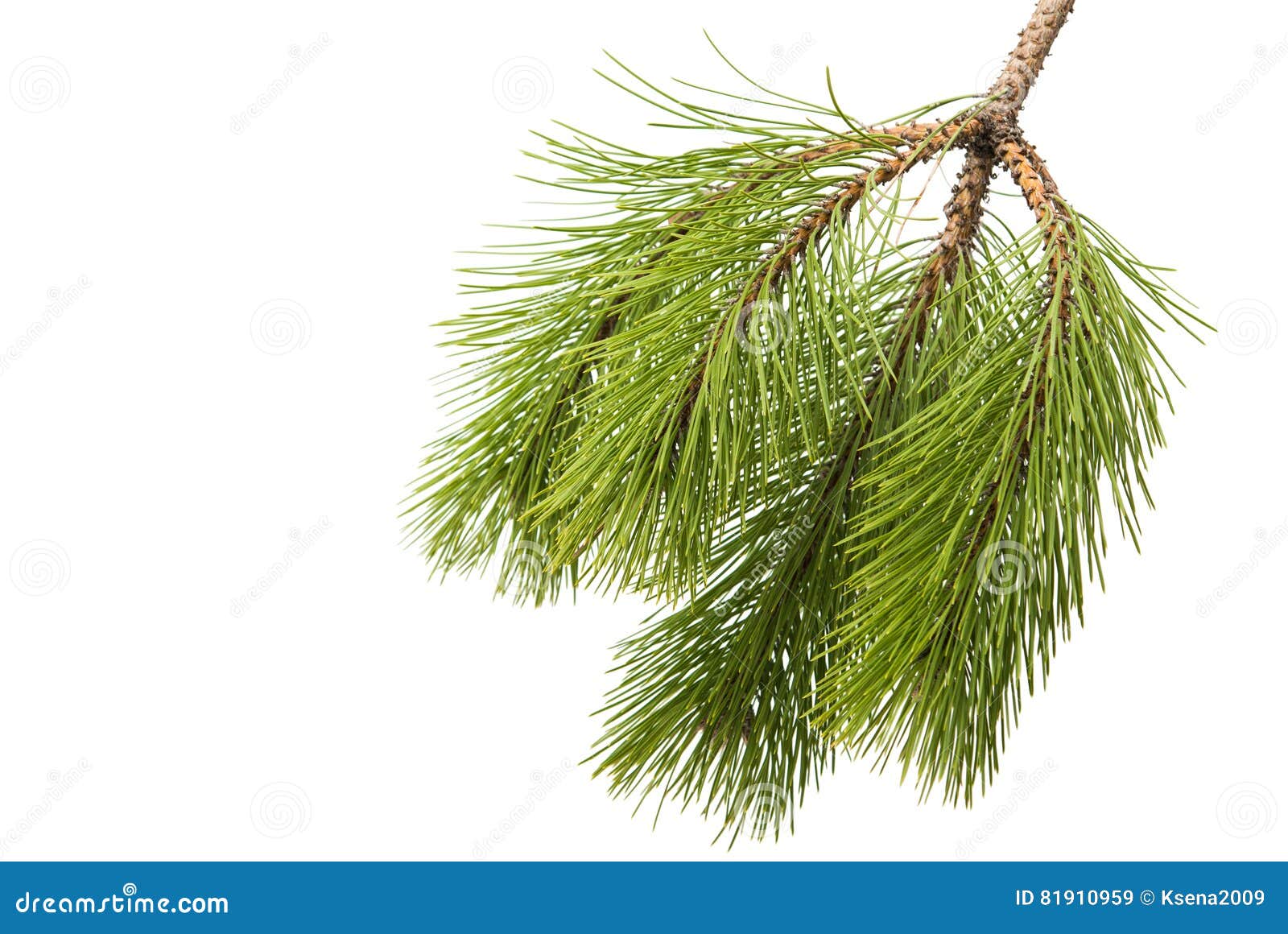 Pine branch stock image. Image of leaf, backdrop, green - 81910959