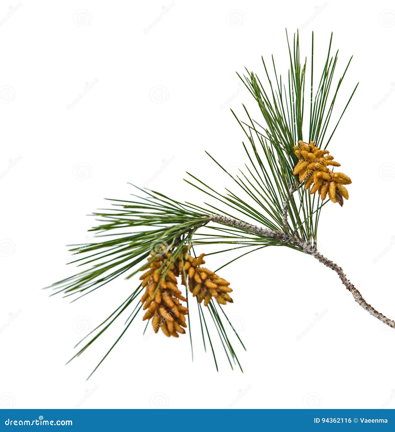 Pine branch on white stock photo. Image of cone, seed - 94362116