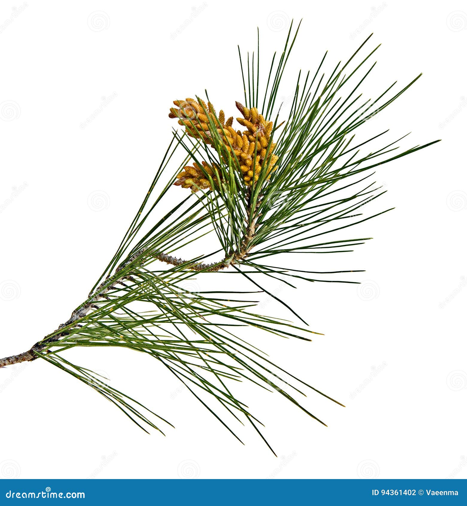 Pine Branch on White Background Stock Photo - Image of closeup, cone ...