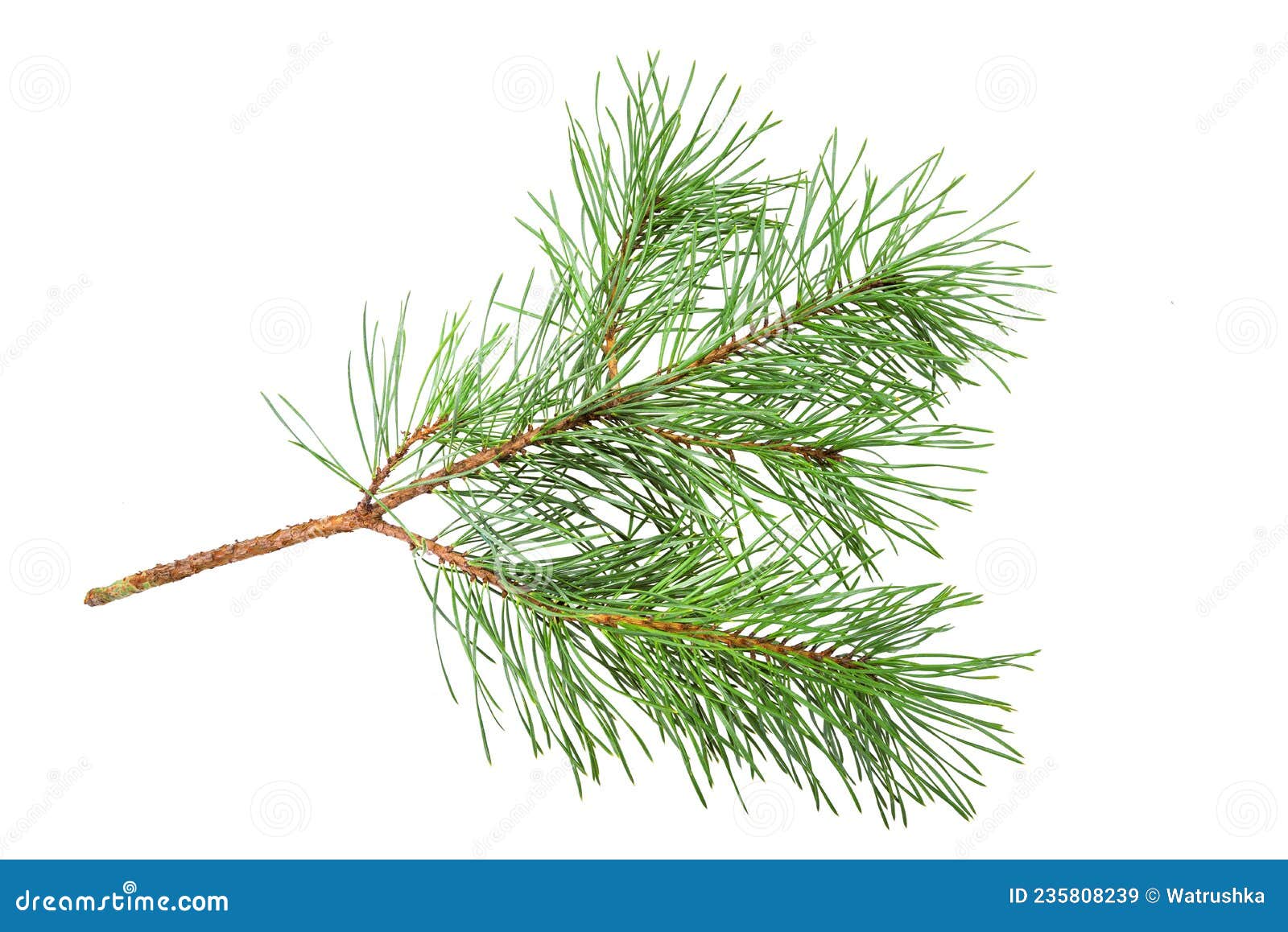 A Pine Branch on a White Background is Isolated. Stock Image - Image of ...
