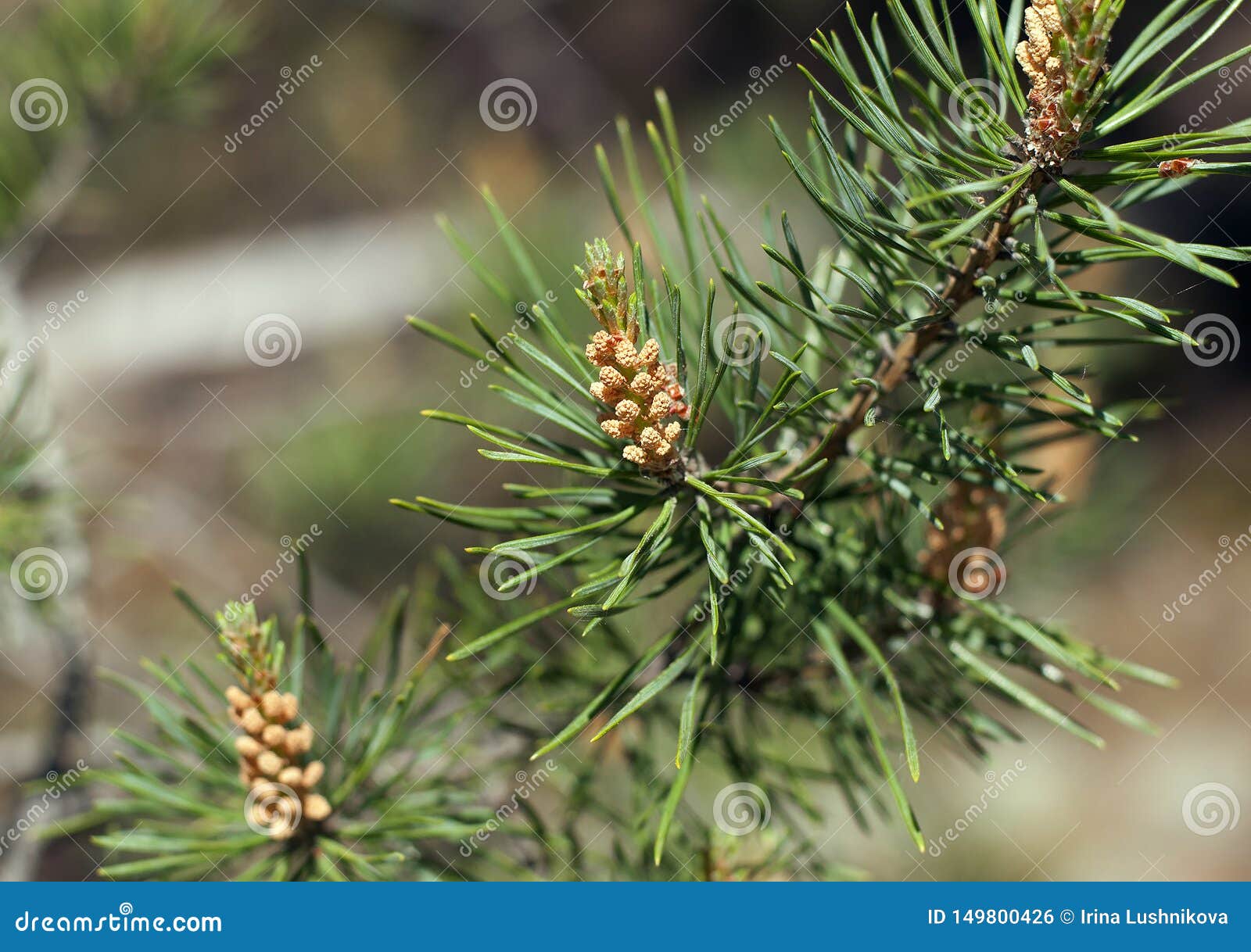 Pine Branch with Young Buds and Needles Stock Photo - Image of macro ...