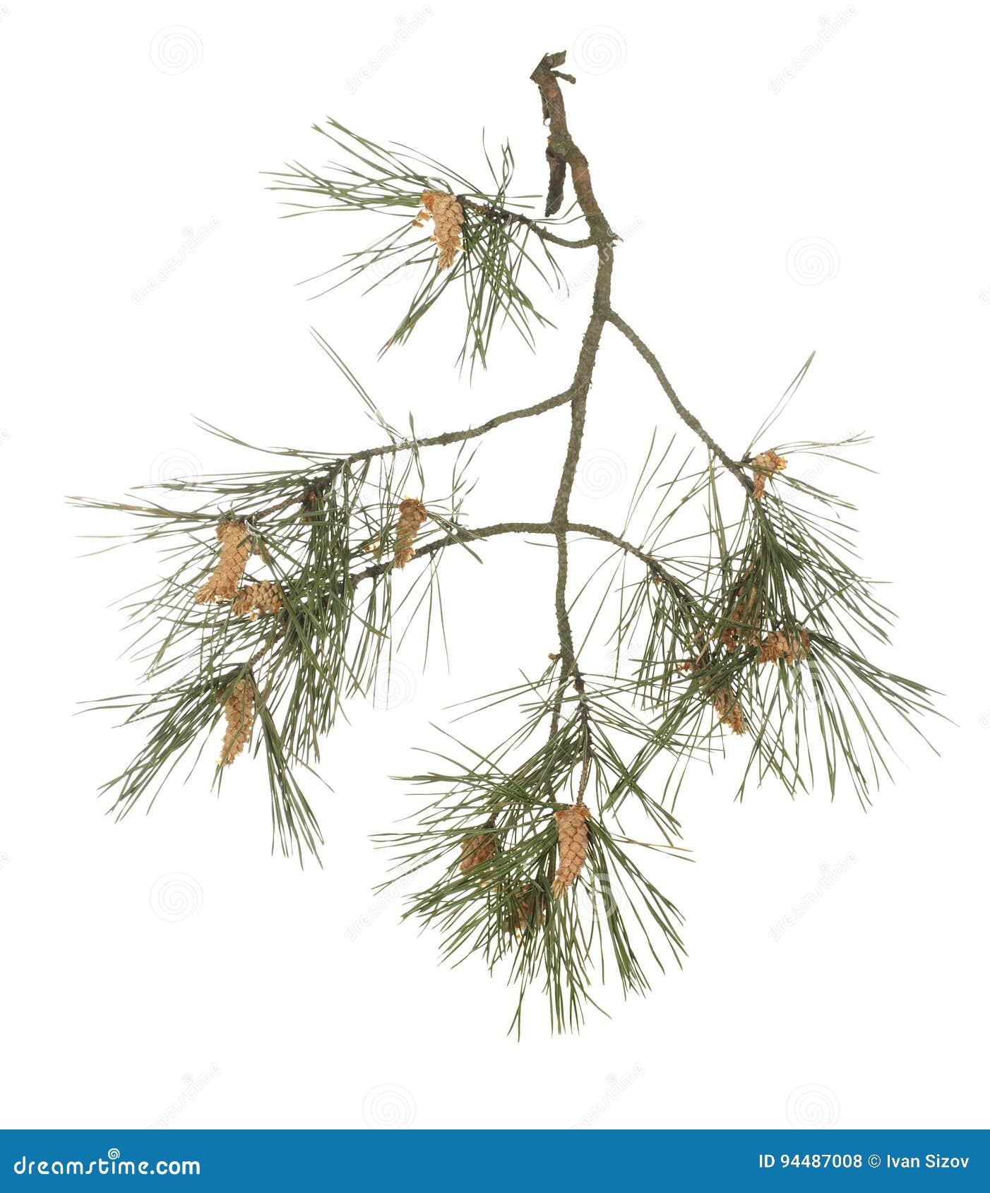 Young Cones On The Branches Of The Pond Pine Also Known As Pinus ...