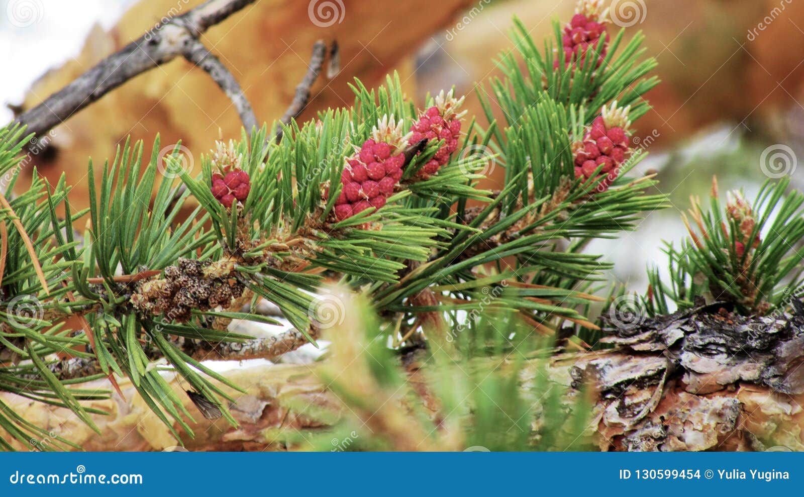 Pine Branch with Young Red Cones and Green Needles, Rough Bark on Tree ...