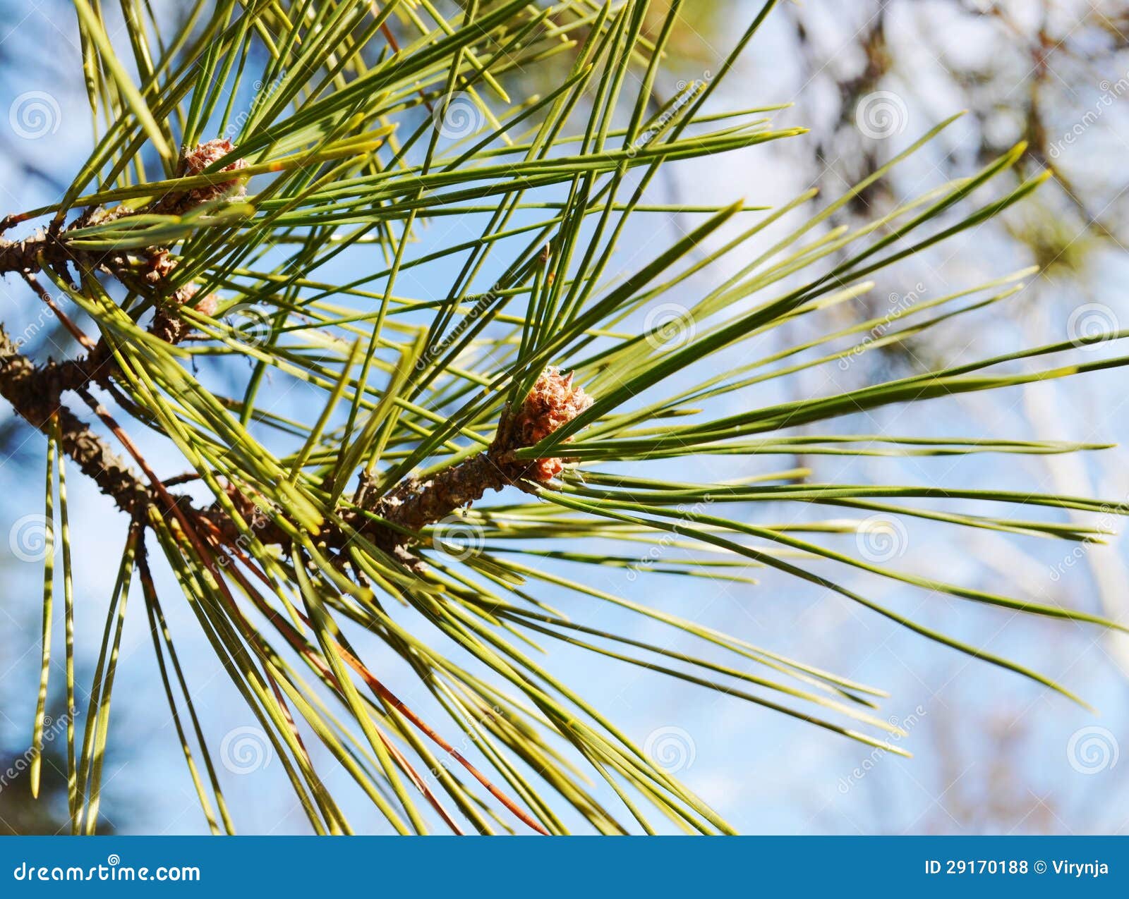 Pine branches stock photo. Image of outdoor, park, farm - 29170188
