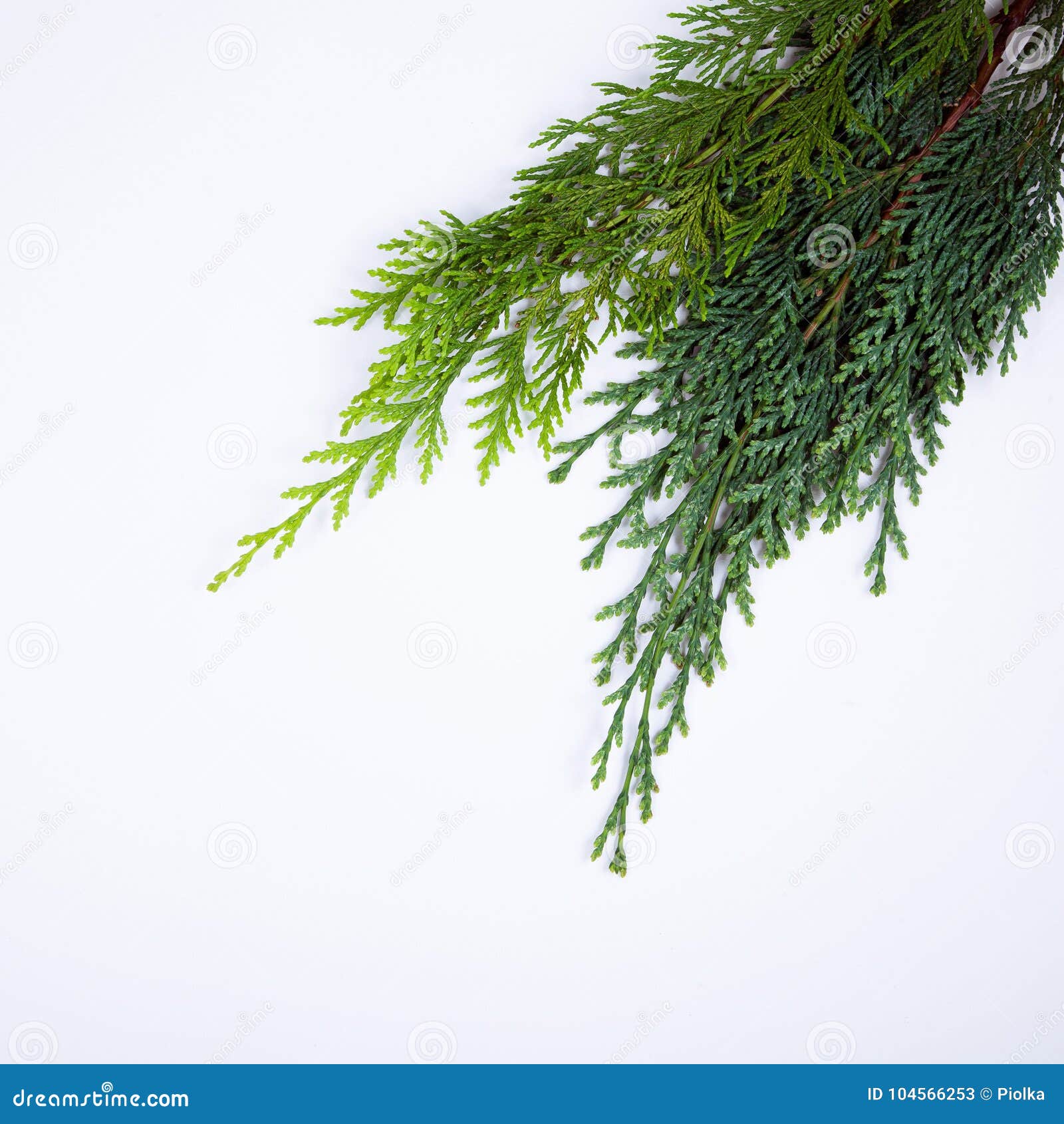 Pine Branches Christmas Decoration Isolated Stock Image - Image of ...