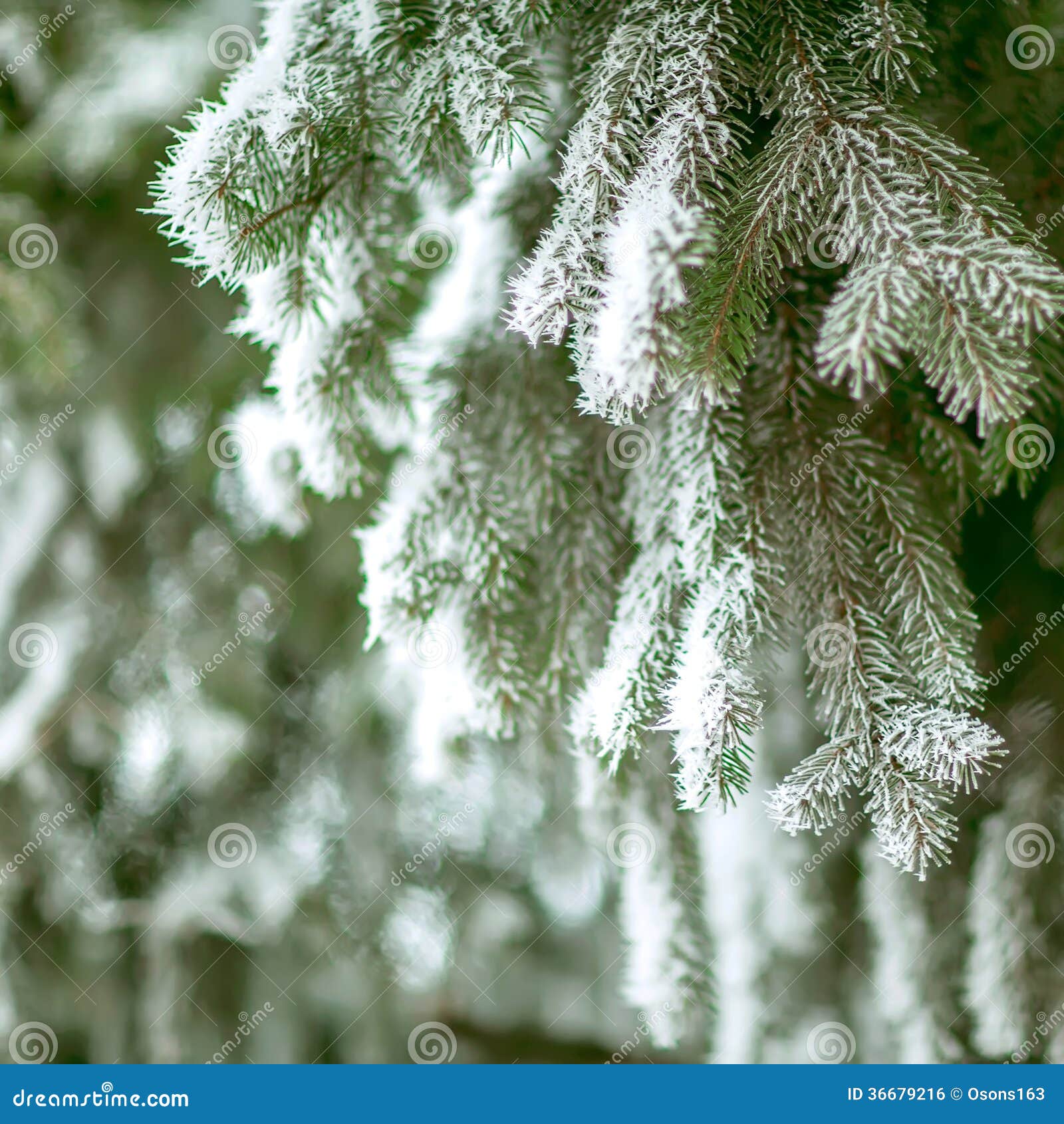 Pine Branches Covered with Hoarfrost Stock Photo - Image of branch ...