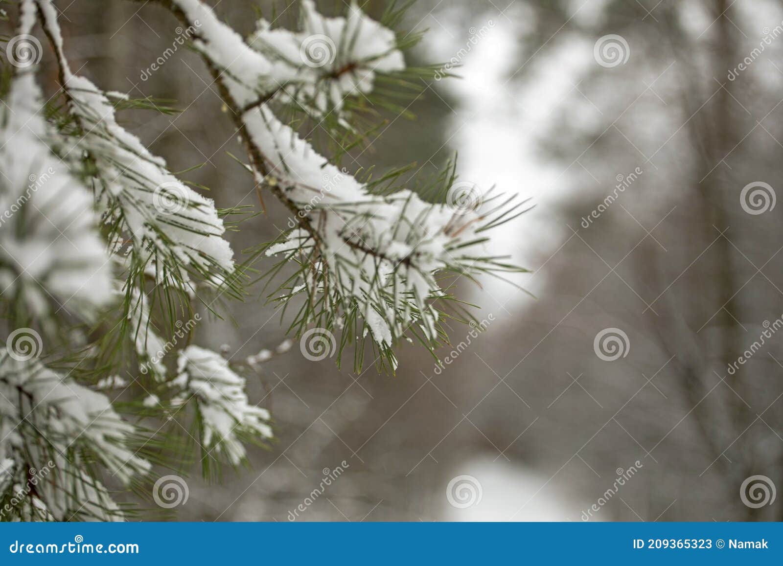 Pine Branches Covered with Snow in the Forest, Horizontal Stock Image ...