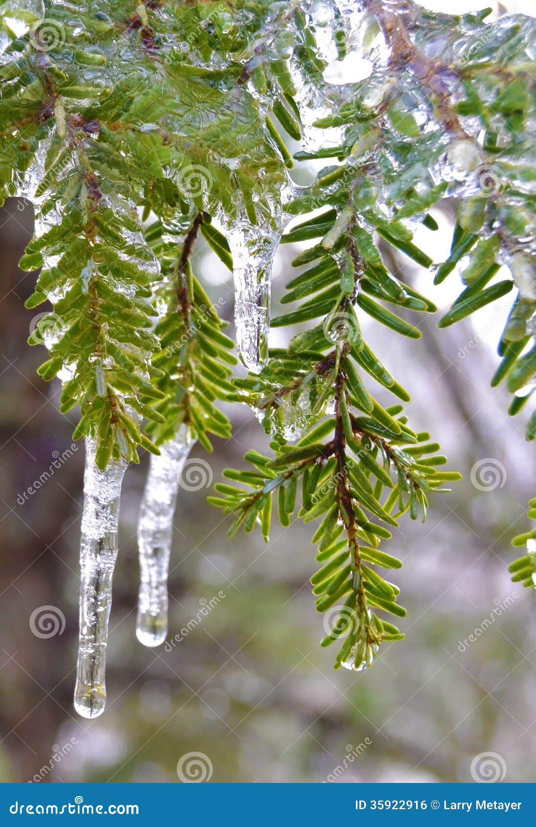 Pine Branches Encased in Ice Stock Photo - Image of pine, encased: 35922916
