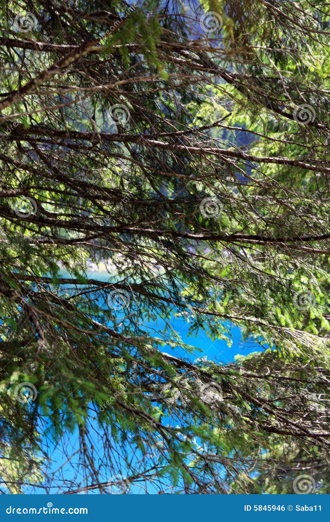 Pine branches frame stock photo. Image of environmental - 5845946