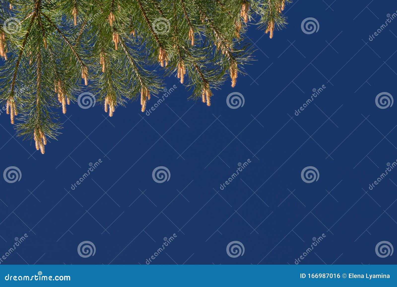 Pine Branches with Fresh Buds on a Dark Background. Young Pine Needles ...
