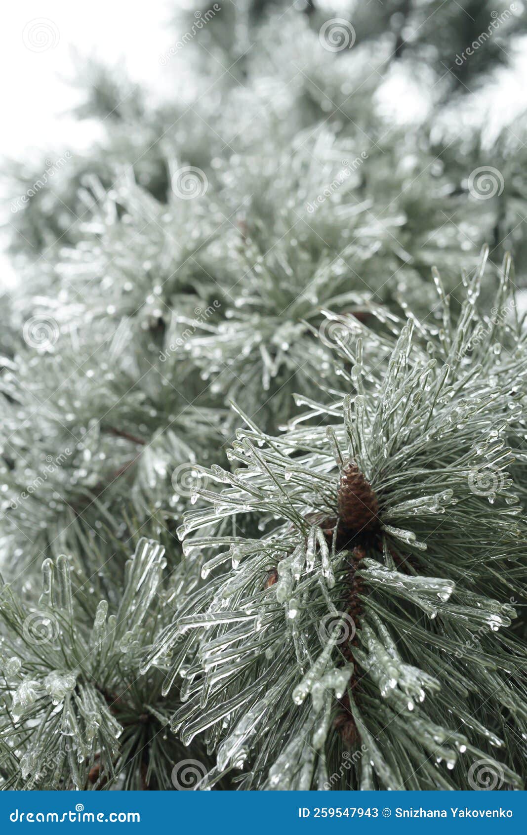 Pine Branches with Icy Needles and Cones. Beautiful Pine Tree in Winter ...